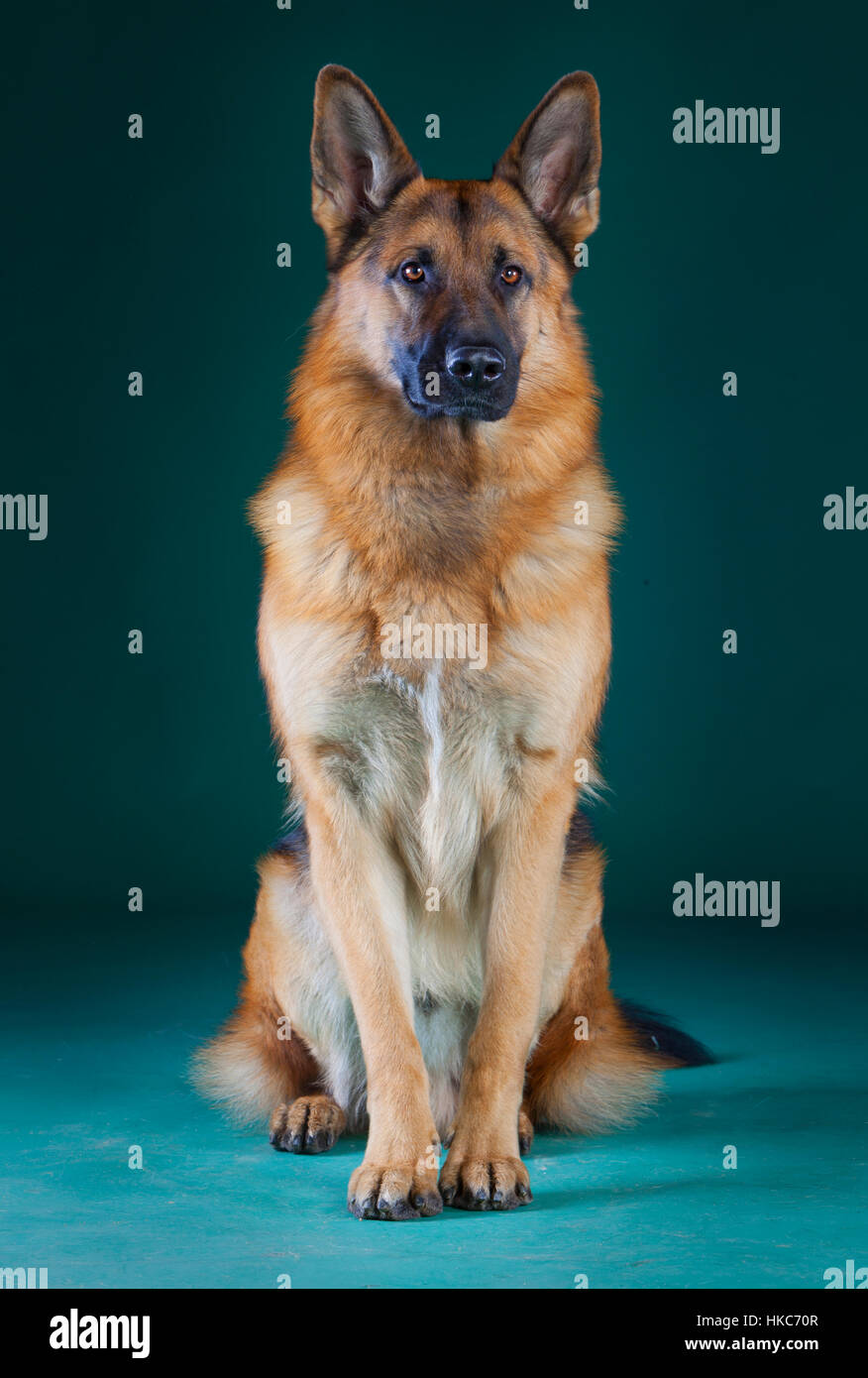 German sheepdog portrait Stock Photo - Alamy