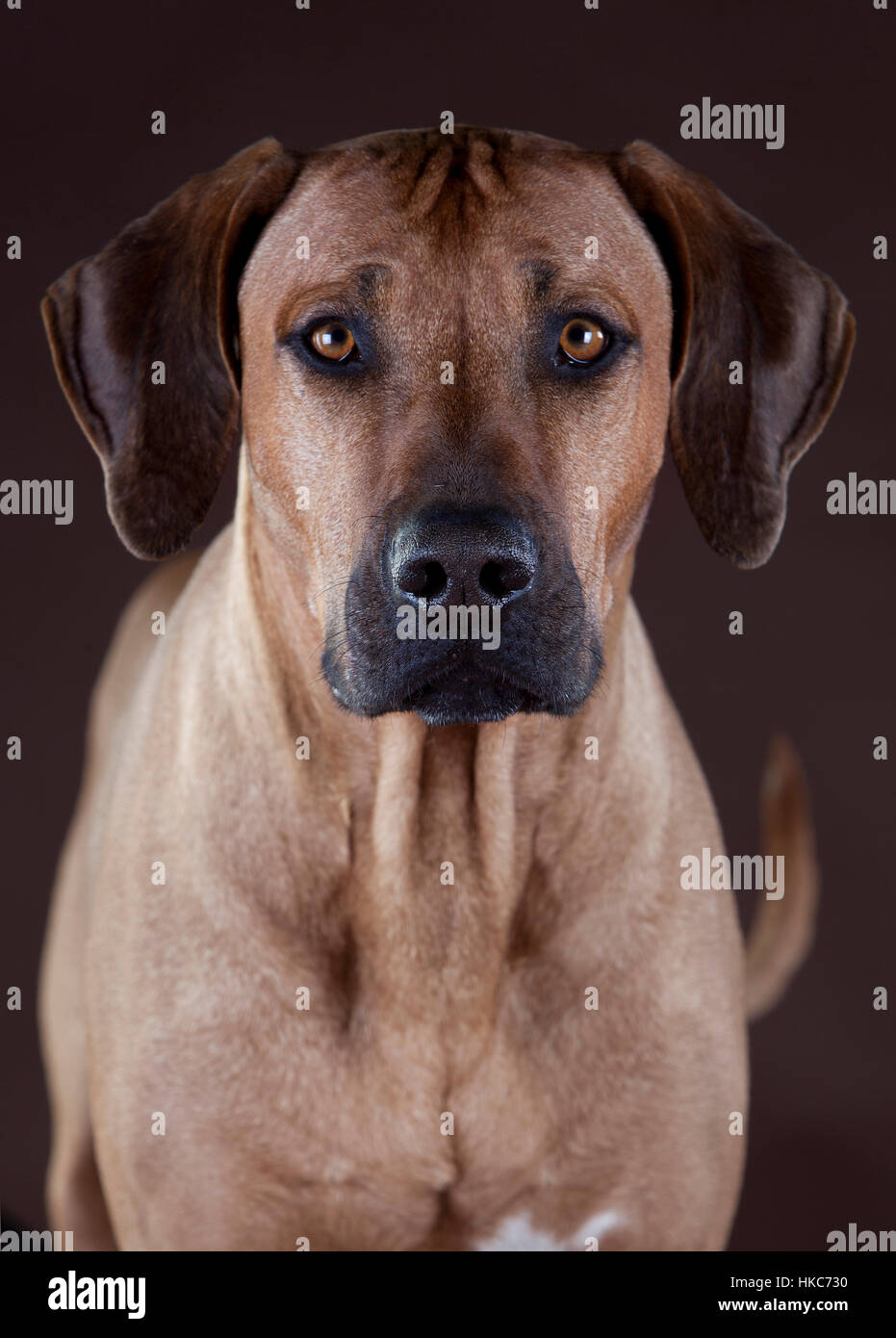 rhodesian ridgeback male portrait Stock Photo - Alamy