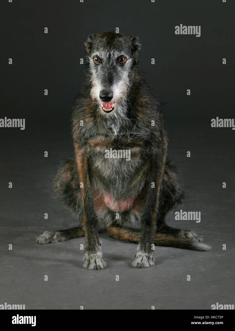 Hairy greyhound in studio Stock Photo - Alamy