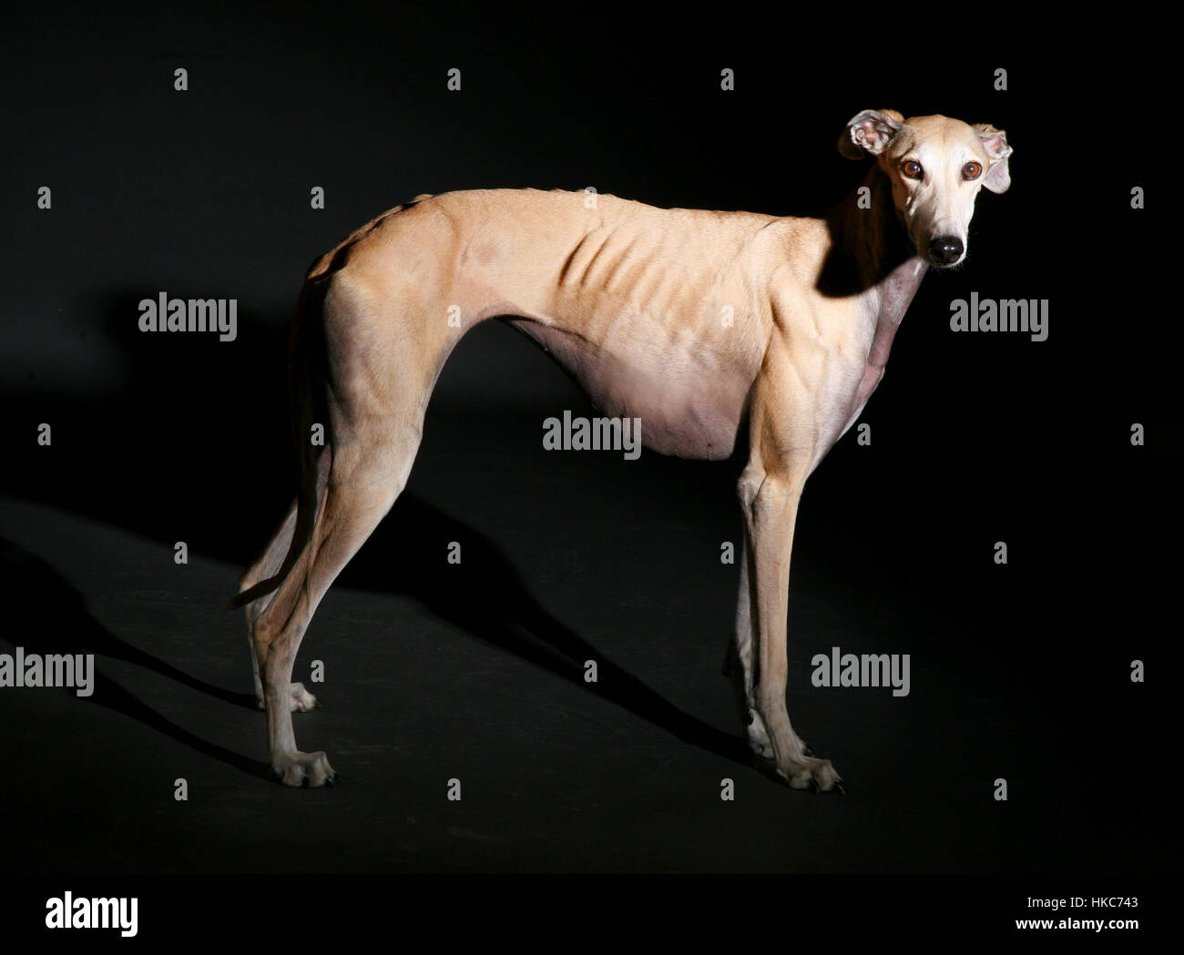 Greyhound shadow in studio with black background Stock Photo - Alamy