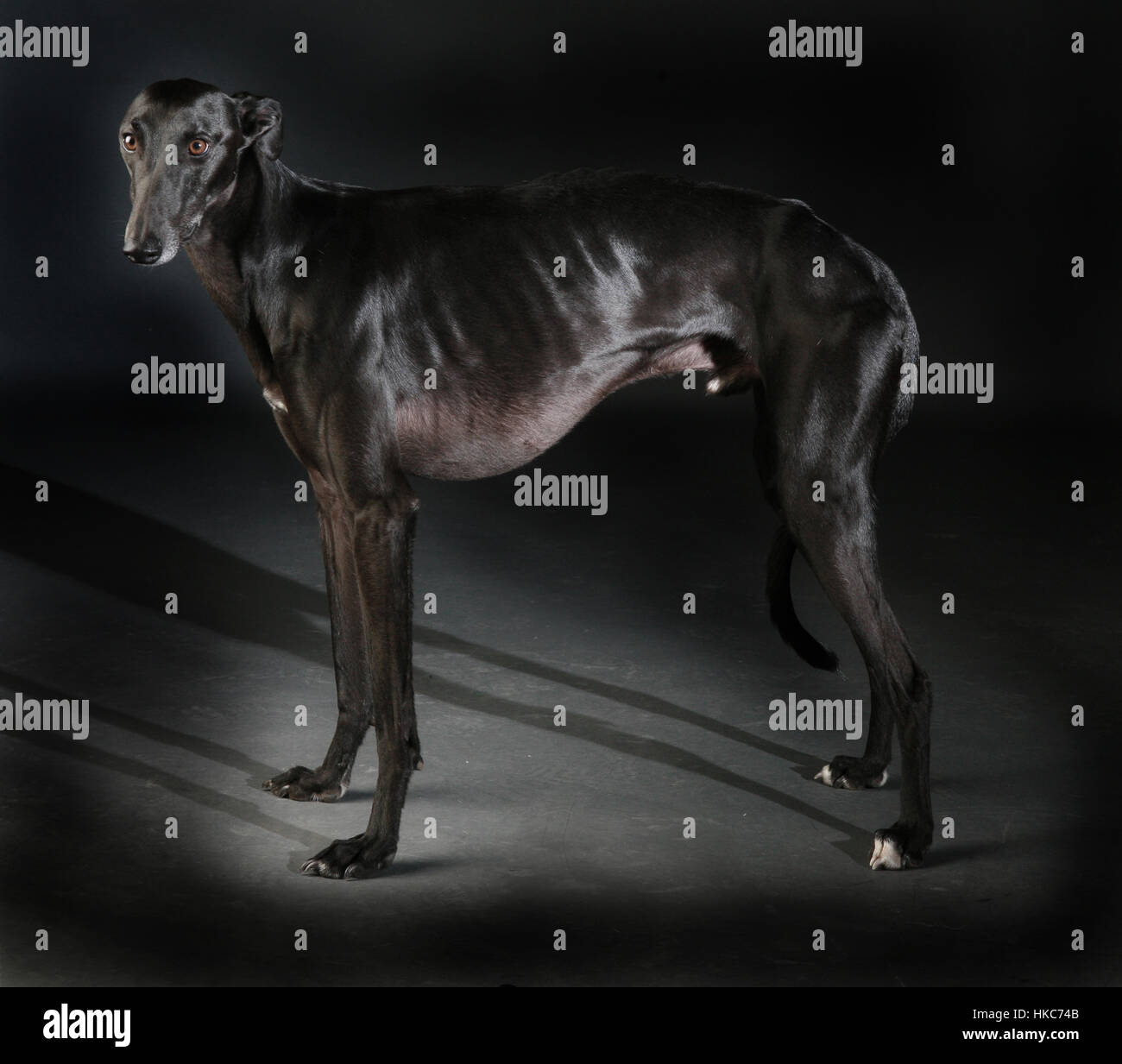 Black Greyhound dog with black background Stock Photo - Alamy
