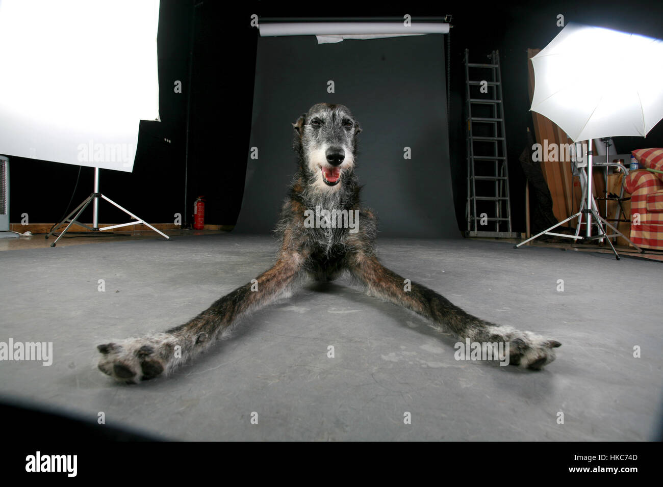 the model dog take a break Stock Photo - Alamy