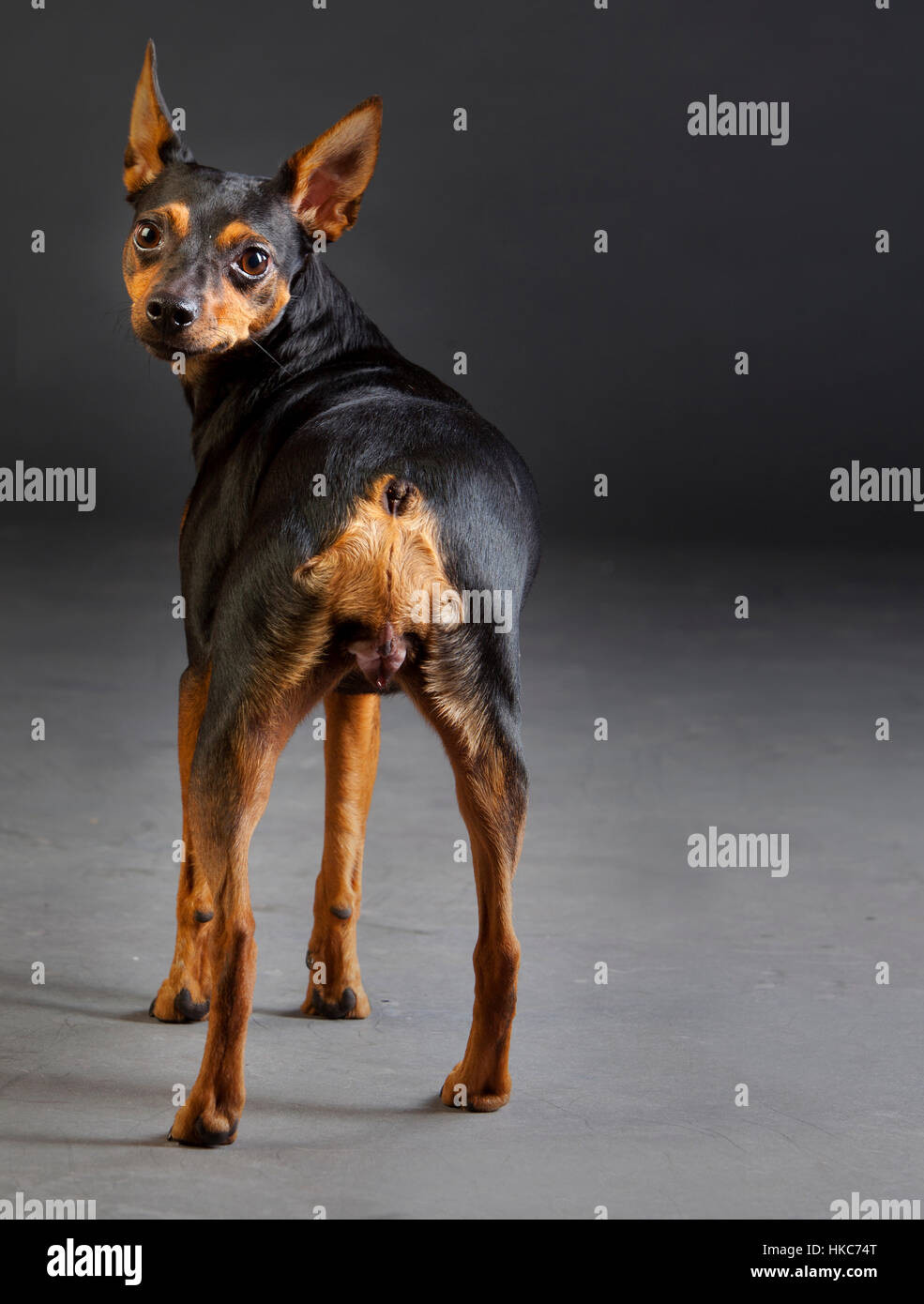 Hunter rat dog studio Stock Photo - Alamy