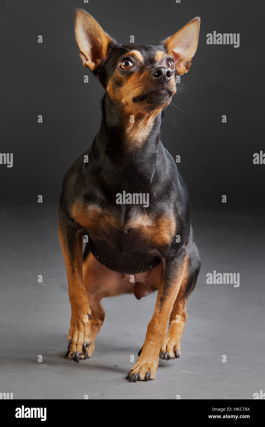 Hunter rat dog jumping in studio Stock Photo - Alamy
