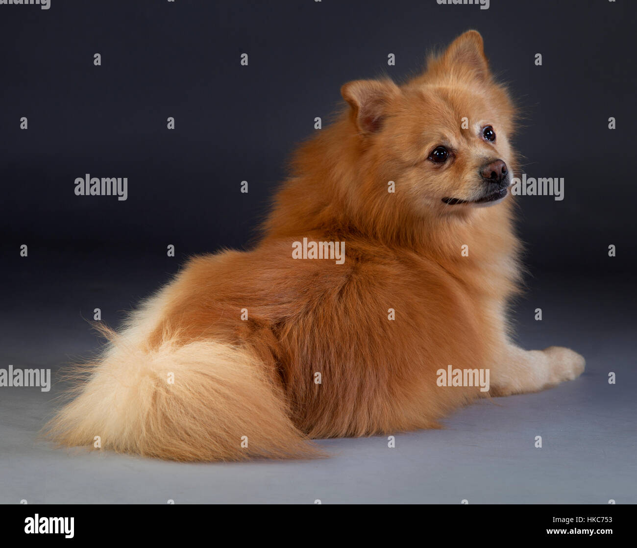 Medium spitz hi-res stock photography and images - Alamy