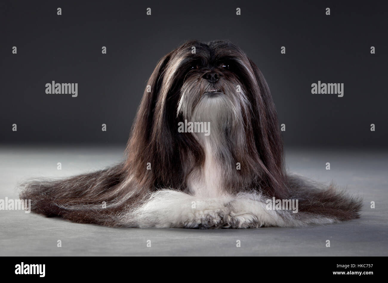 Shih Tzu Portrait Stock Photo - Alamy