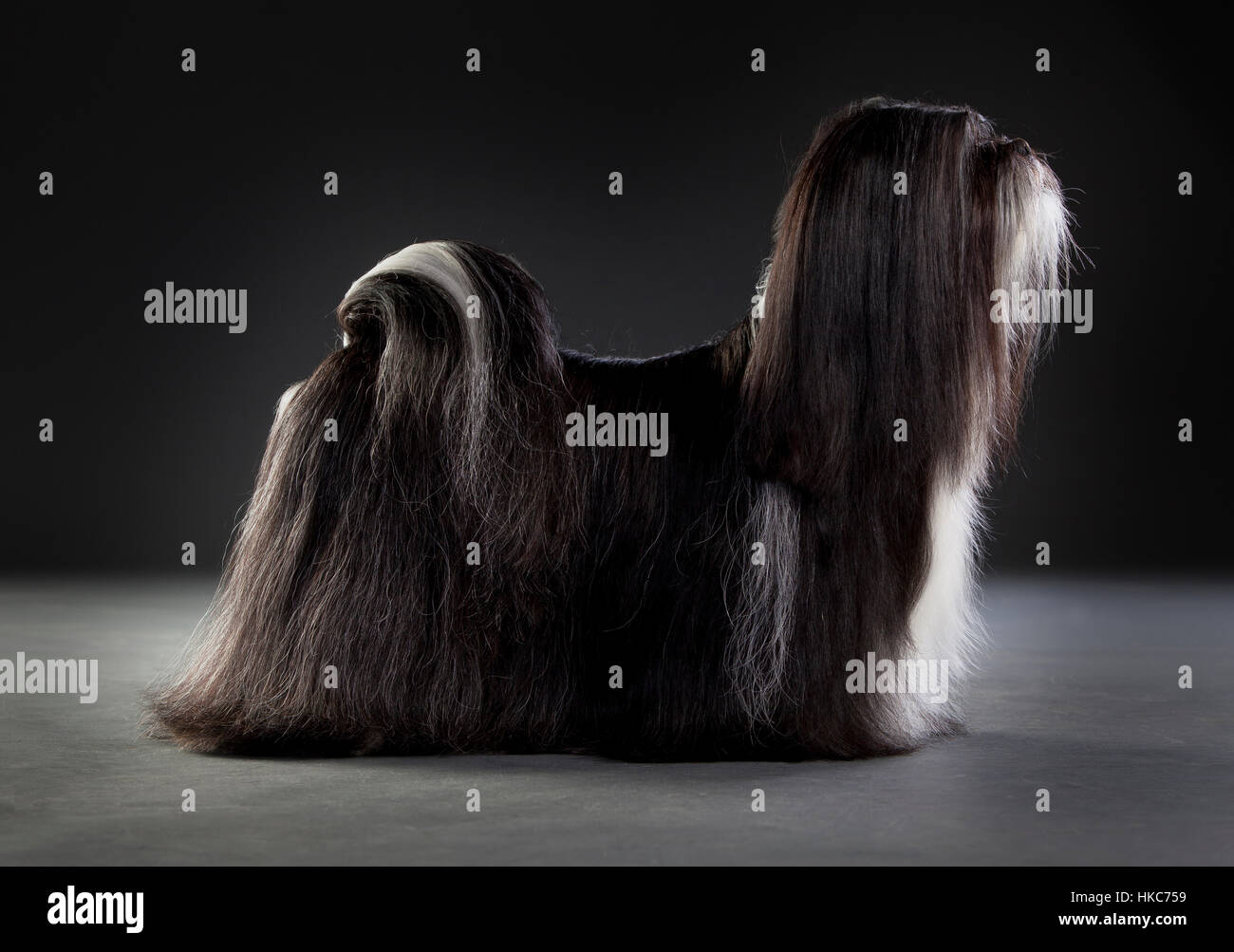 White and grey shih tzu hi-res stock photography and images - Alamy