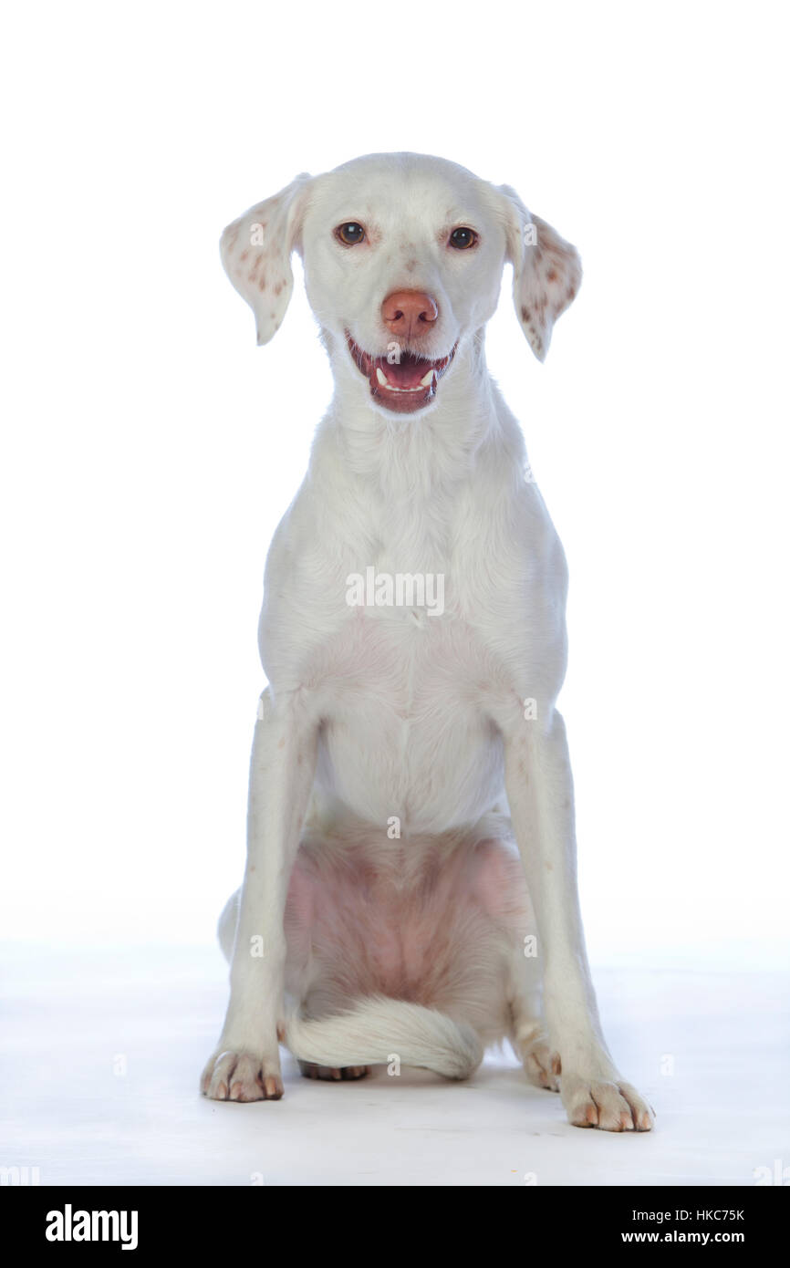 White dog with a big smile Stock Photo - Alamy