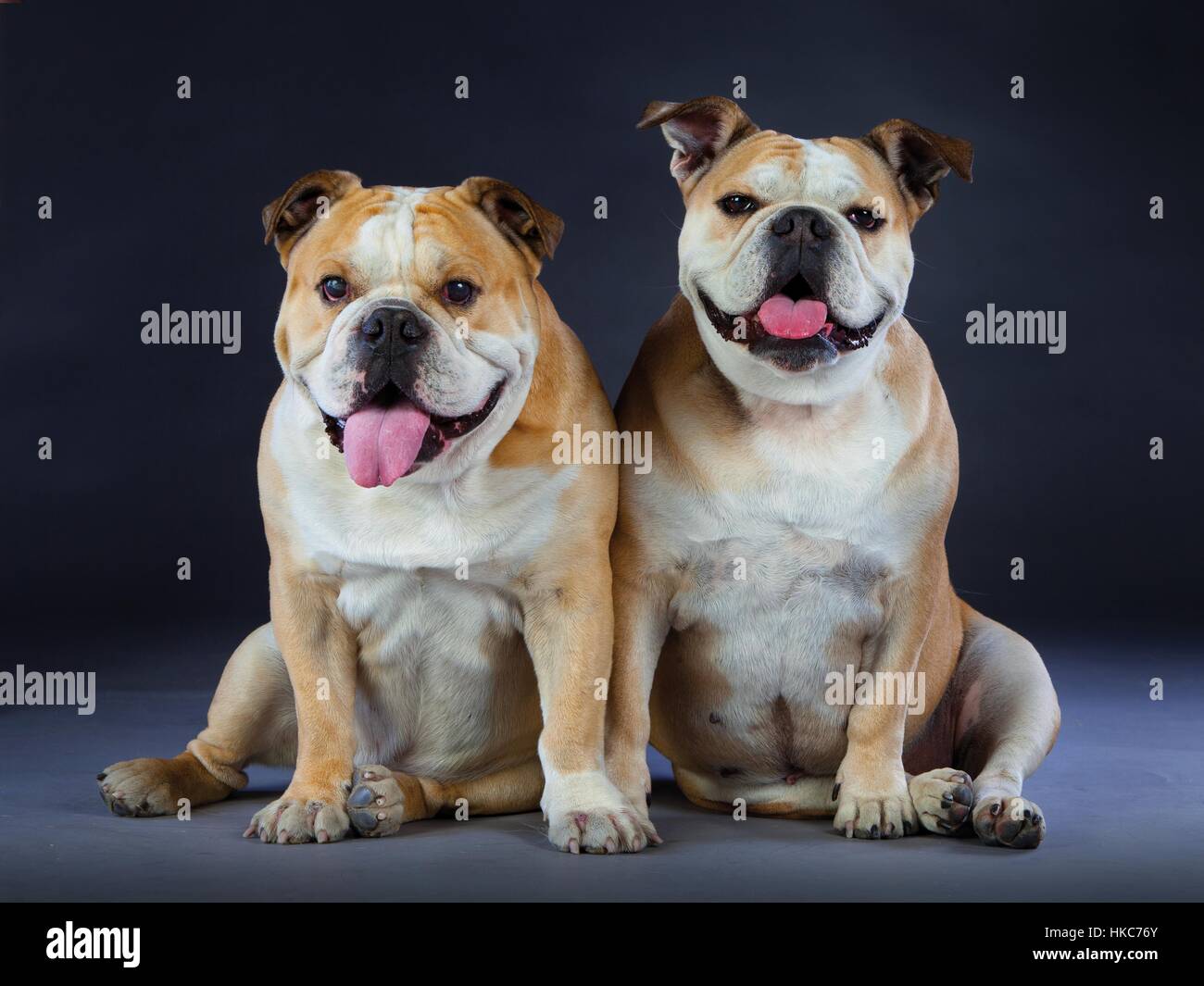 British bulldog friends on studio Stock Photo - Alamy