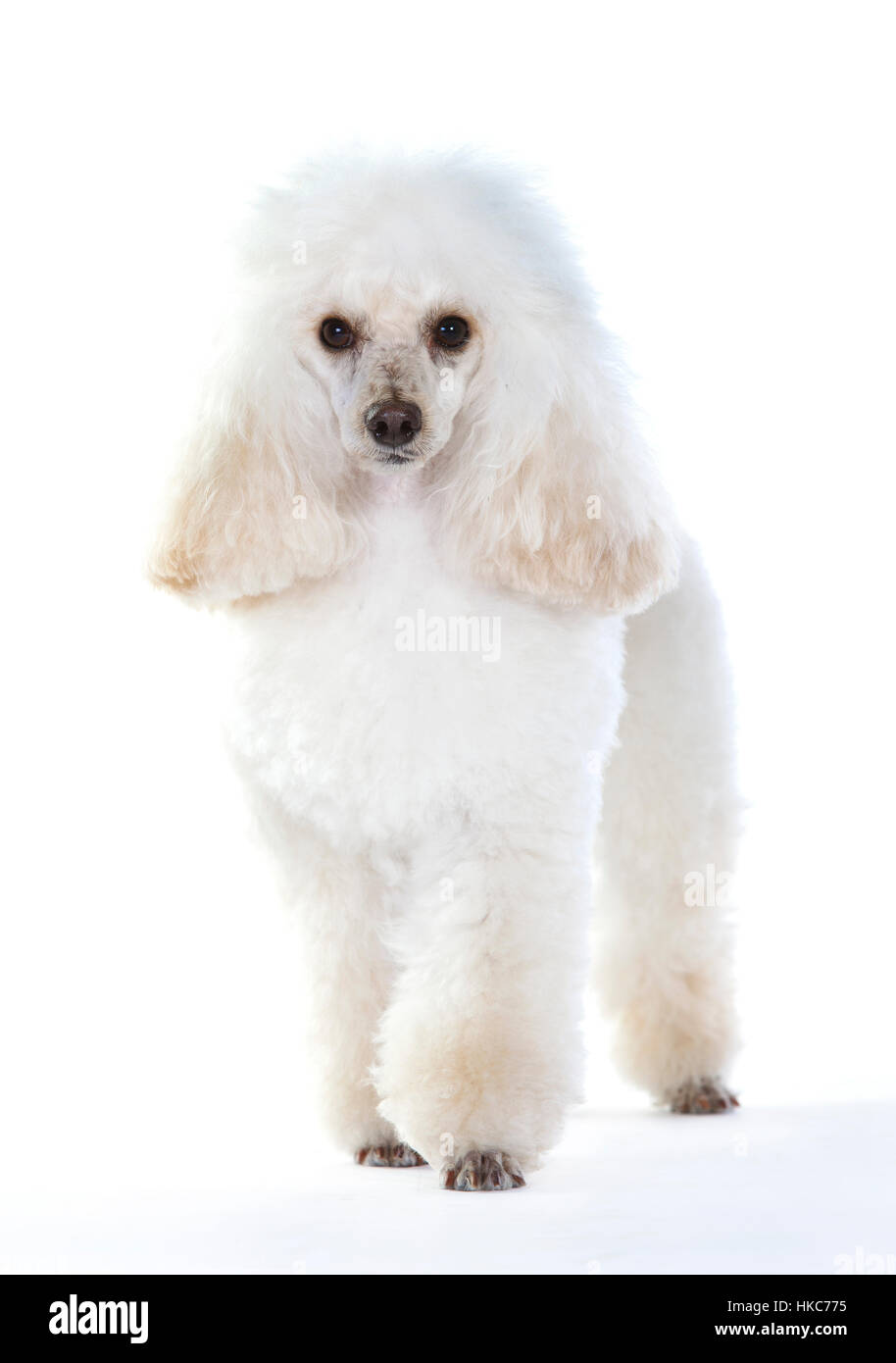 White poodle dog in studio Stock Photo - Alamy