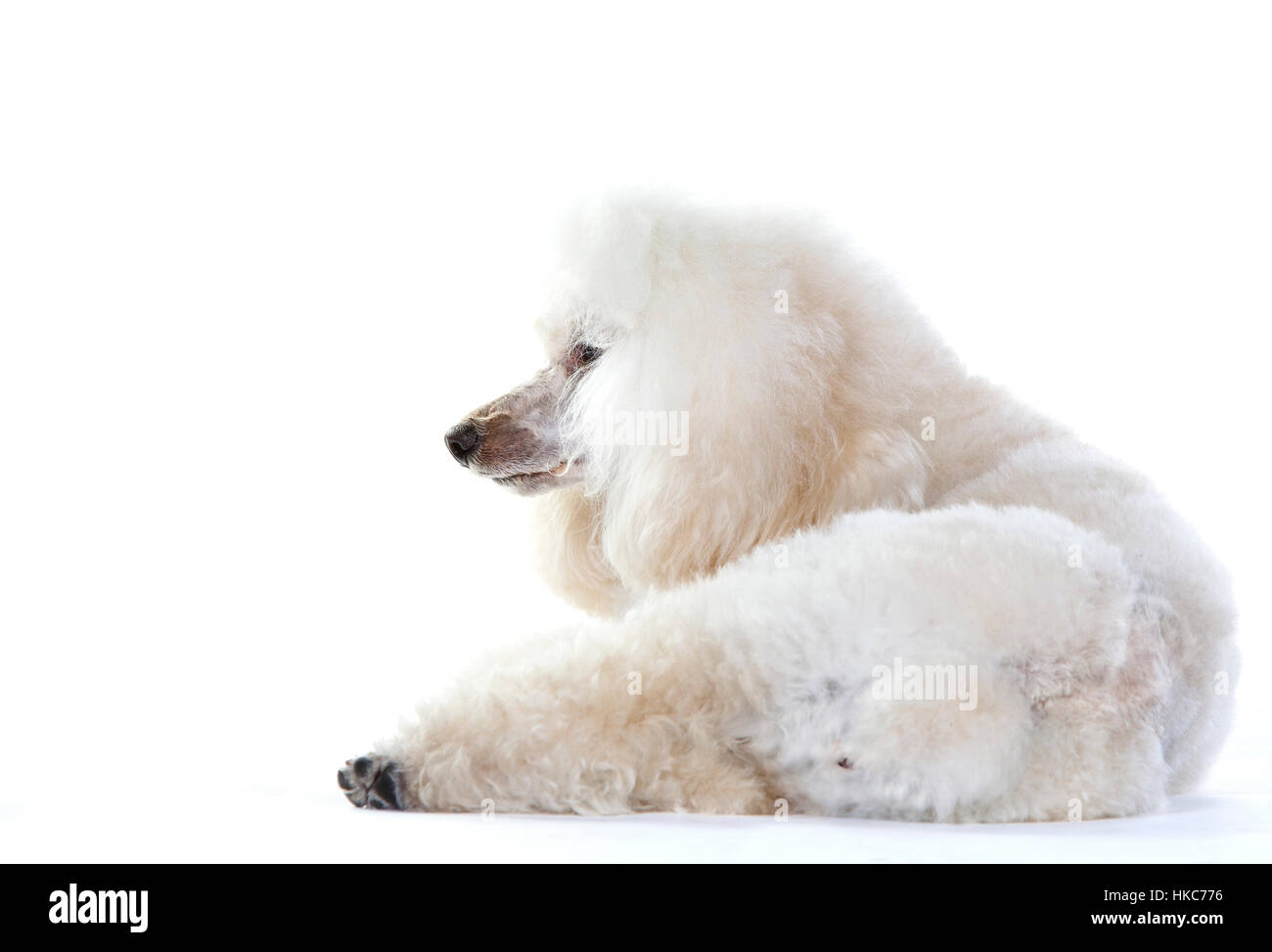 White poodle dog lying down in studio Stock Photo - Alamy