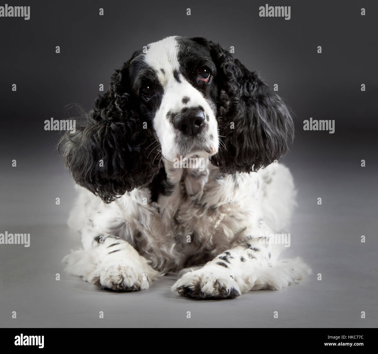 Black and white Spaniel cocker lying down in studio Stock Photo - Alamy