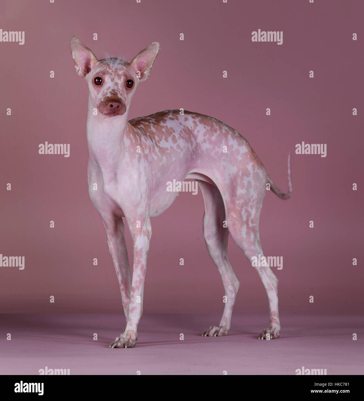 Peruvian Hairless dog portrait Stock Photo - Alamy