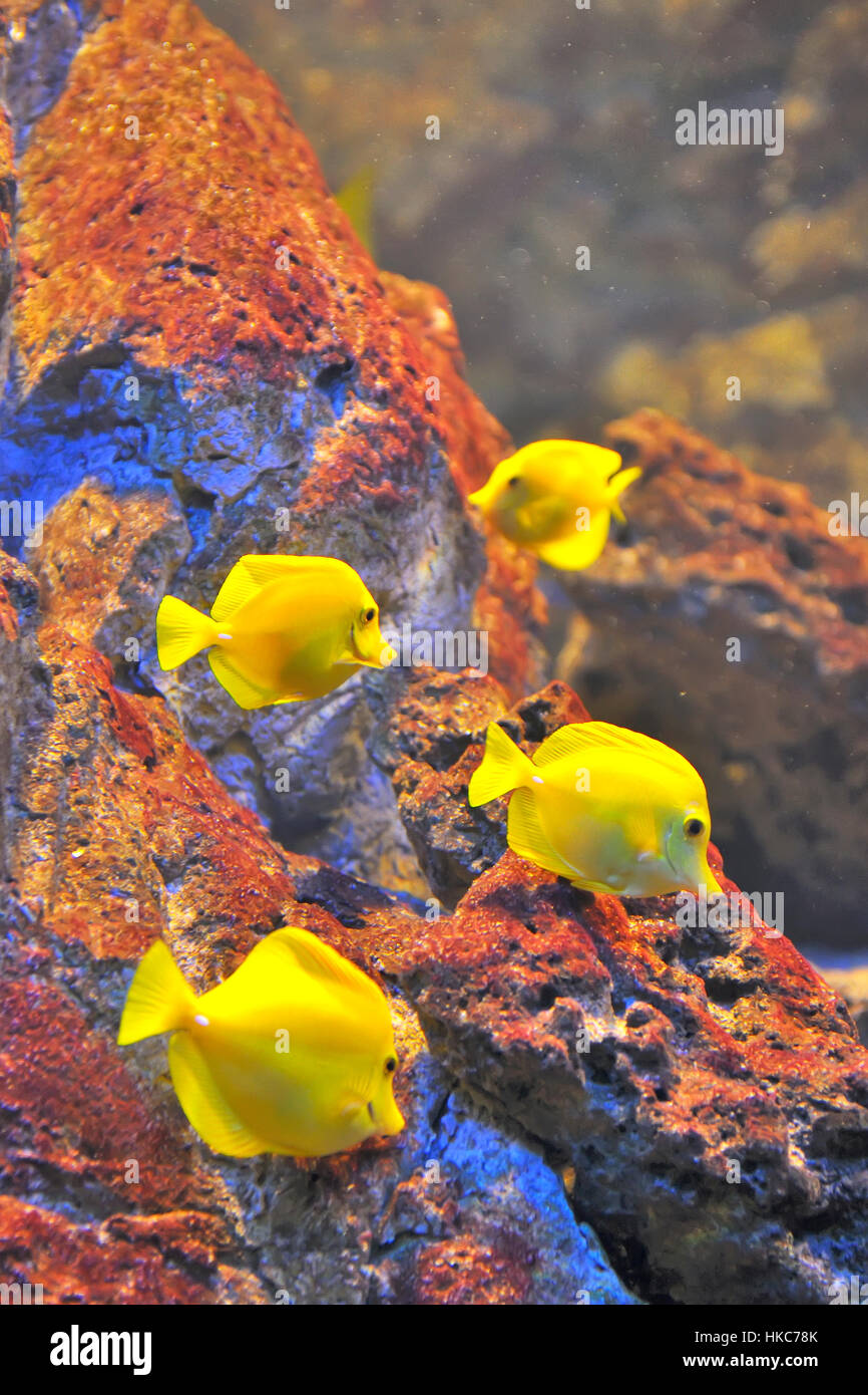 yellow tropical fishes in aquarium Stock Photo - Alamy