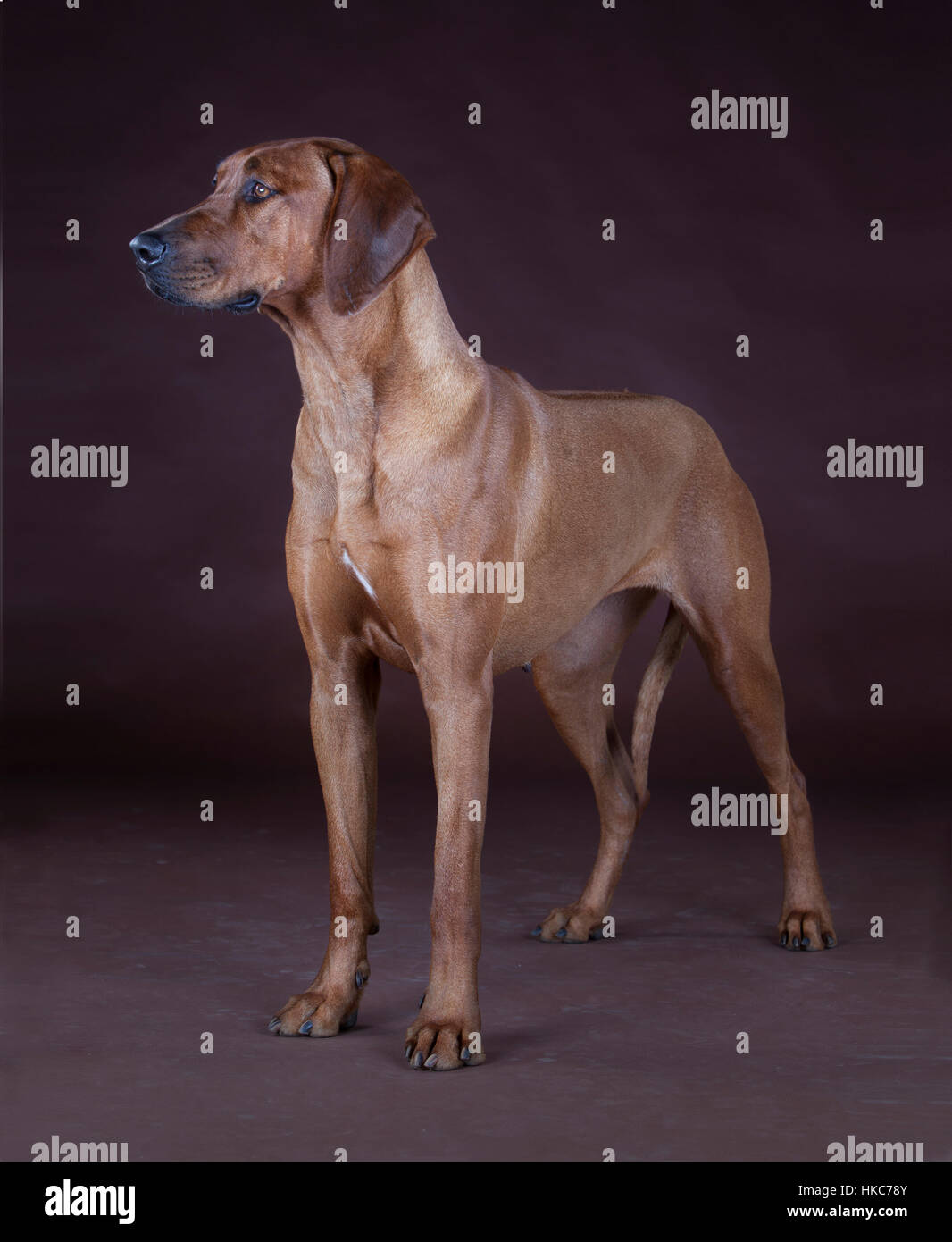 rhodesian ridgeback portrait Stock Photo - Alamy
