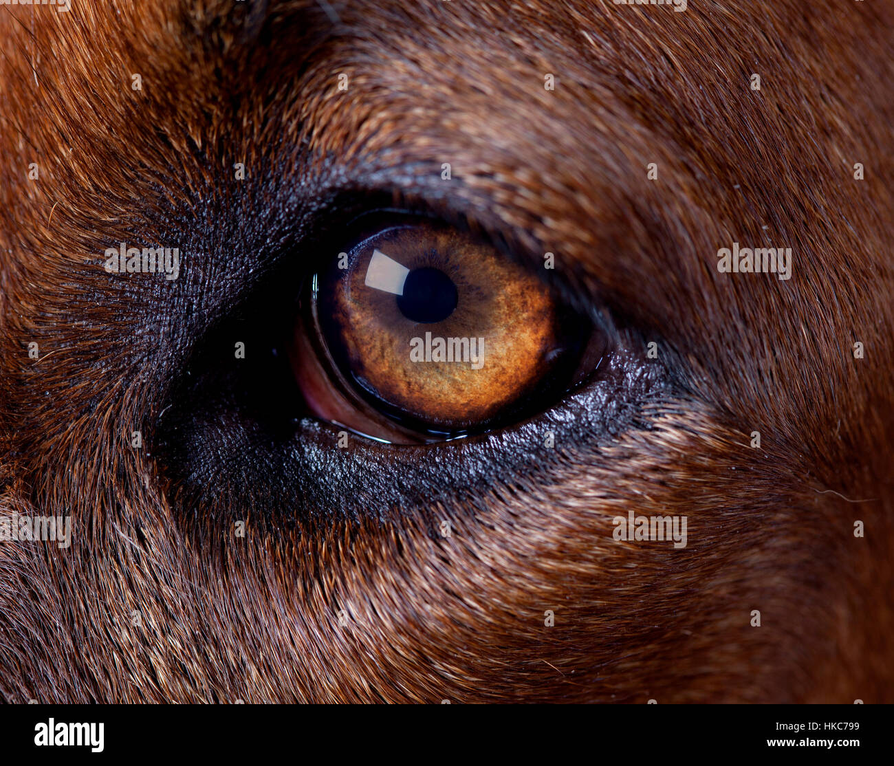 rhodesian ridgeback left eye Stock Photo - Alamy