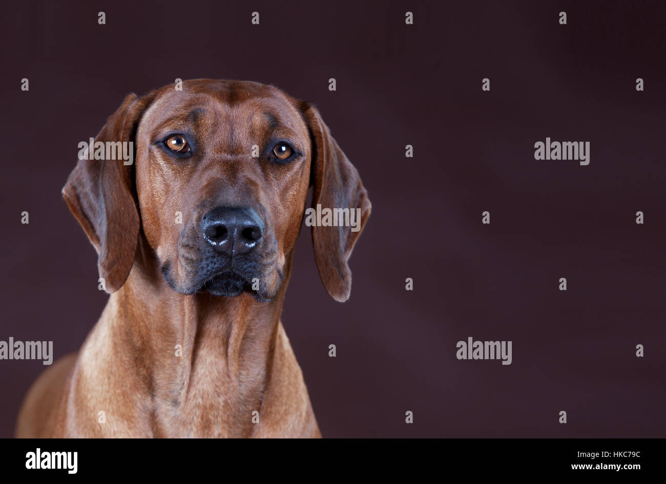 rhodesian ridgeback portrait Stock Photo - Alamy