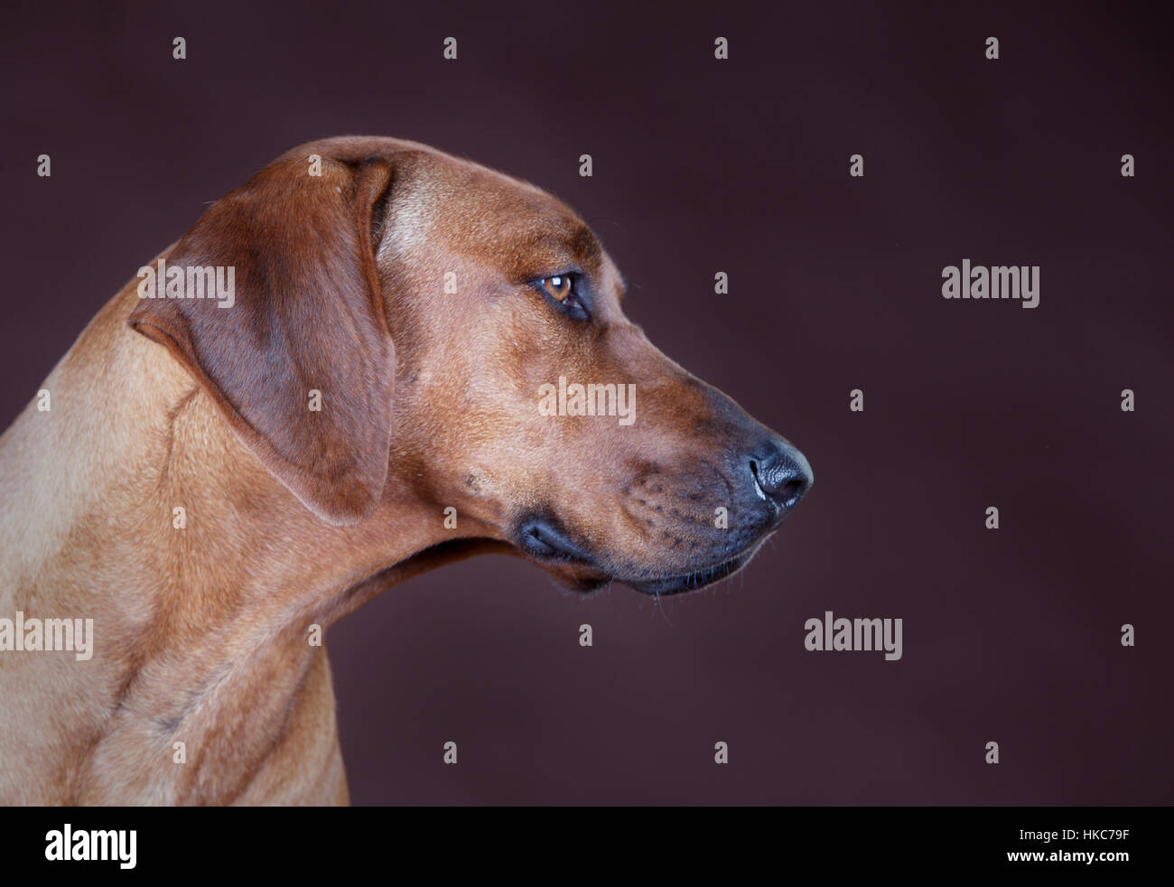 rhodesian ridgeback portrait Stock Photo - Alamy