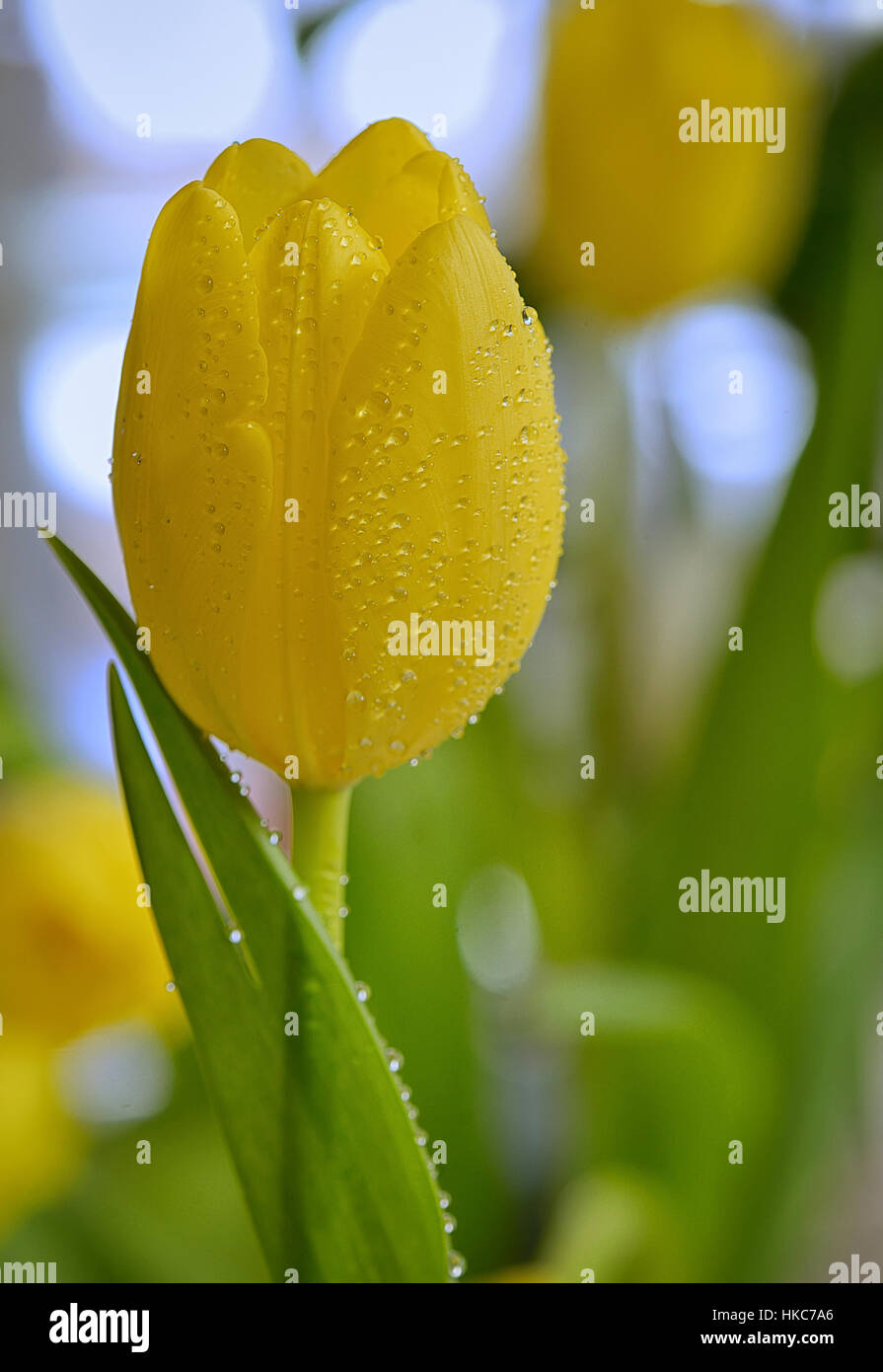Yellow tulip with dew drops in spring time Stock Photo - Alamy