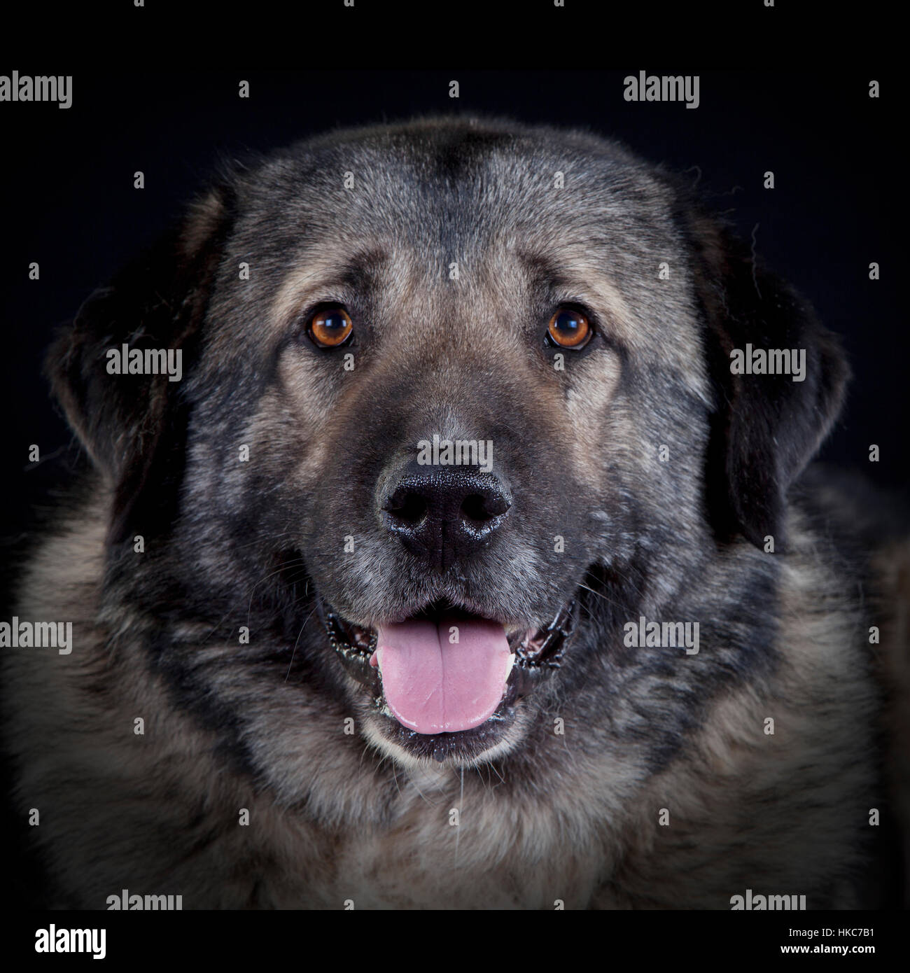 Caucasian dog portrait in studio Stock Photo - Alamy