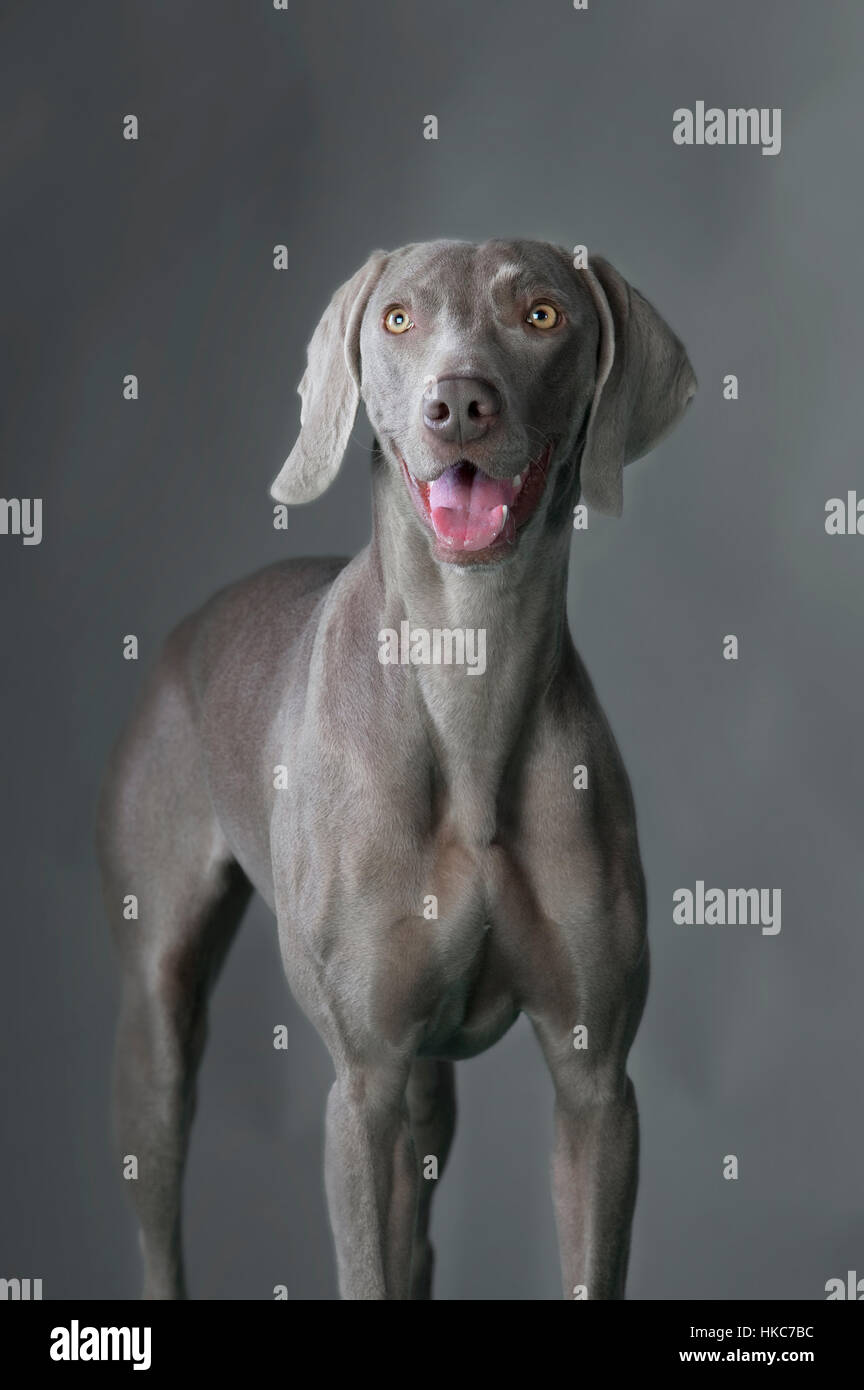 Weimaraner dog in the studio Stock Photo - Alamy