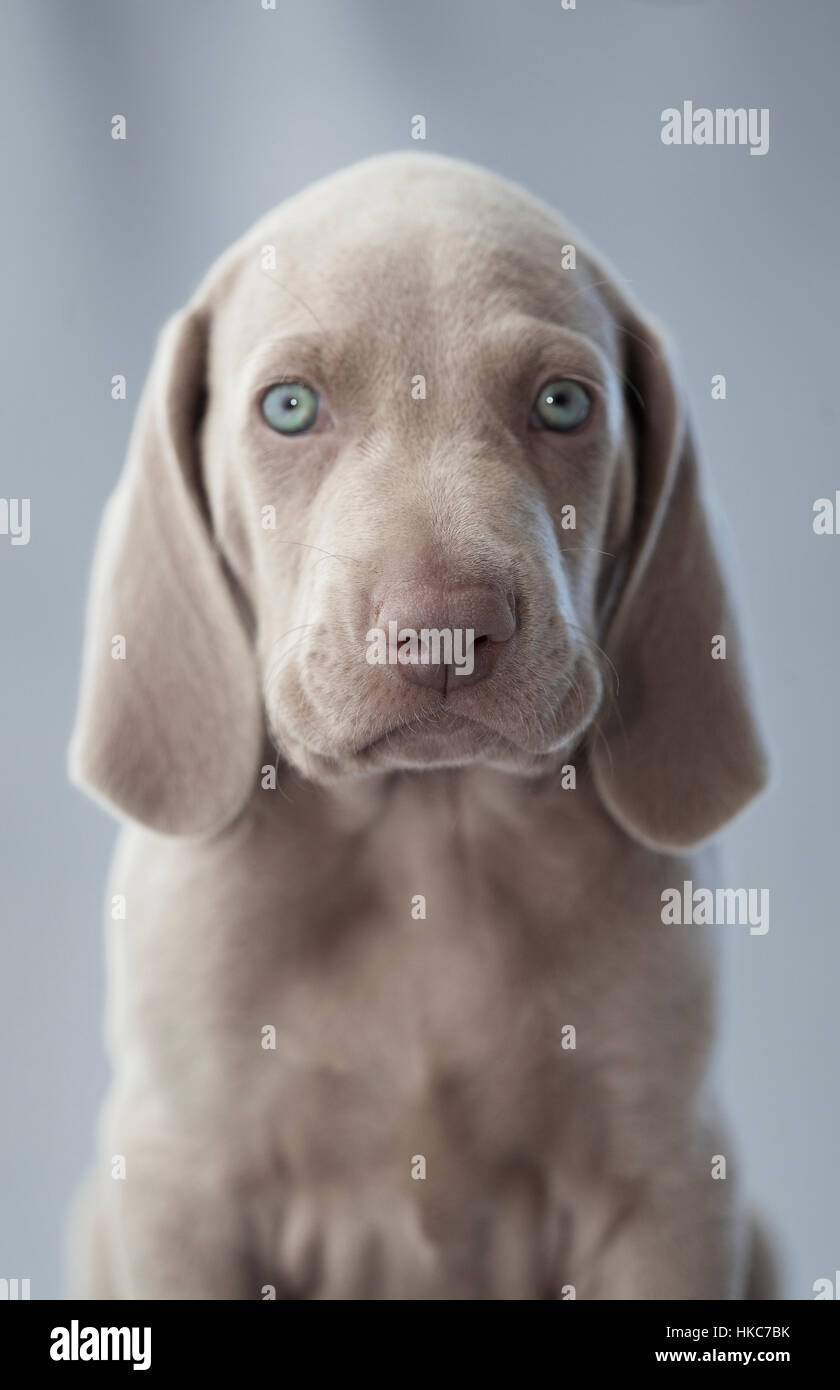 Weimaraner puppy dog portrait in studio Stock Photo - Alamy