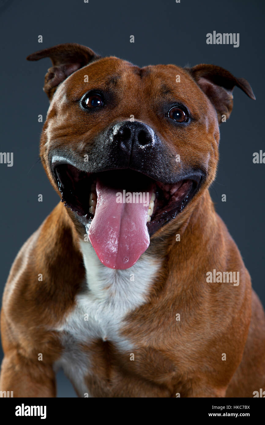 Grey staffordshire bull terrier hi-res stock photography and images - Alamy