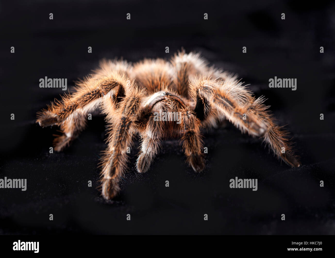 Grey tarantula hi-res stock photography and images - Alamy