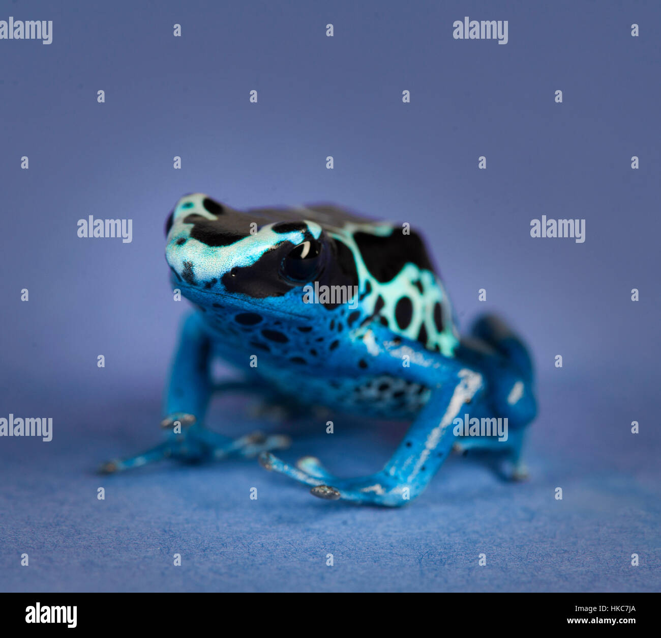 Azureus tinctorius portrait Stock Photo - Alamy