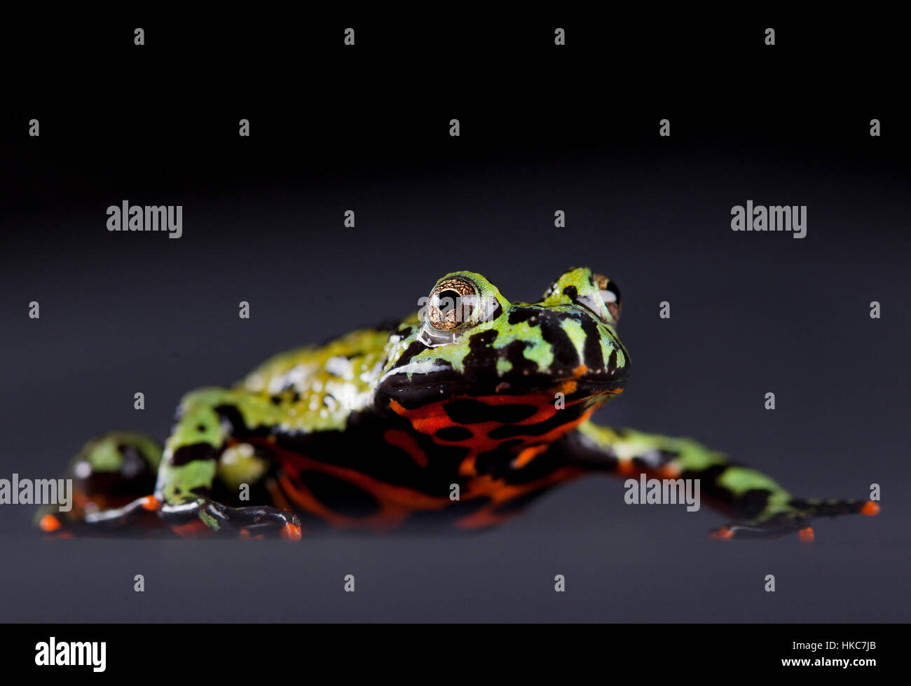 Red bellied toad hi-res stock photography and images - Alamy