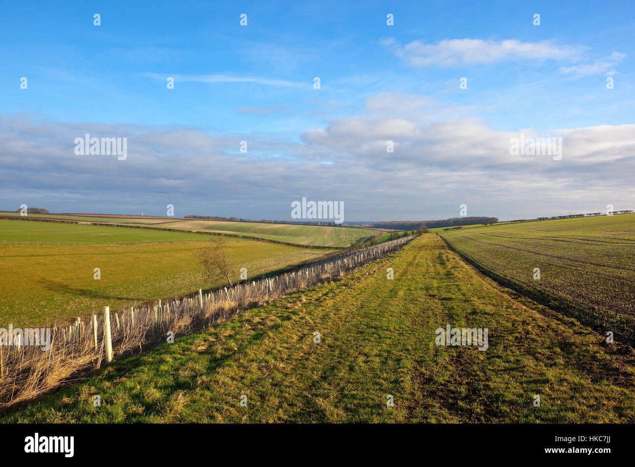 a grassy bridleway with tree saplings and crops in a yorkshire wolds ...