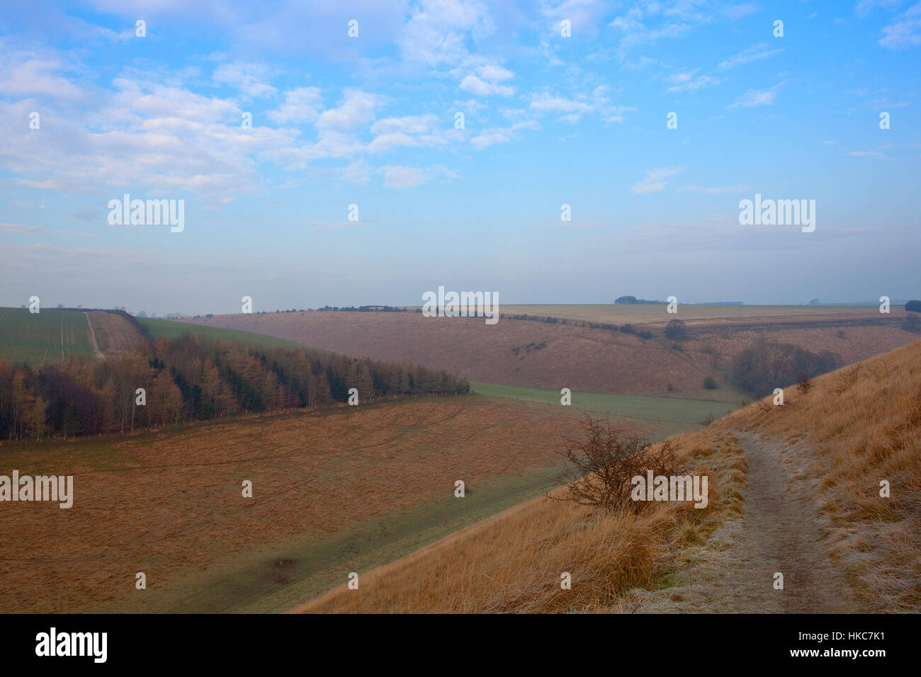 golden grasses in a winter valley with a footpath and a mixed tree ...