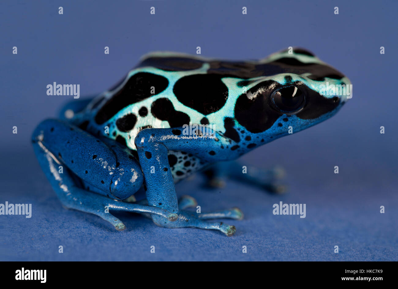 Blue poison dart frog tadpoles hi-res stock photography and images - Alamy