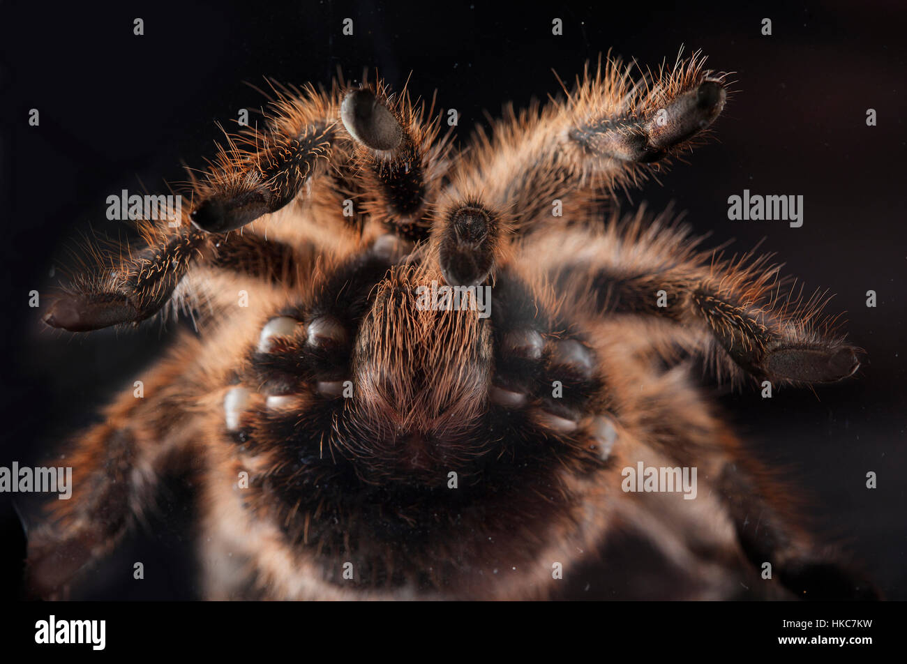 Grey tarantula hi-res stock photography and images - Alamy