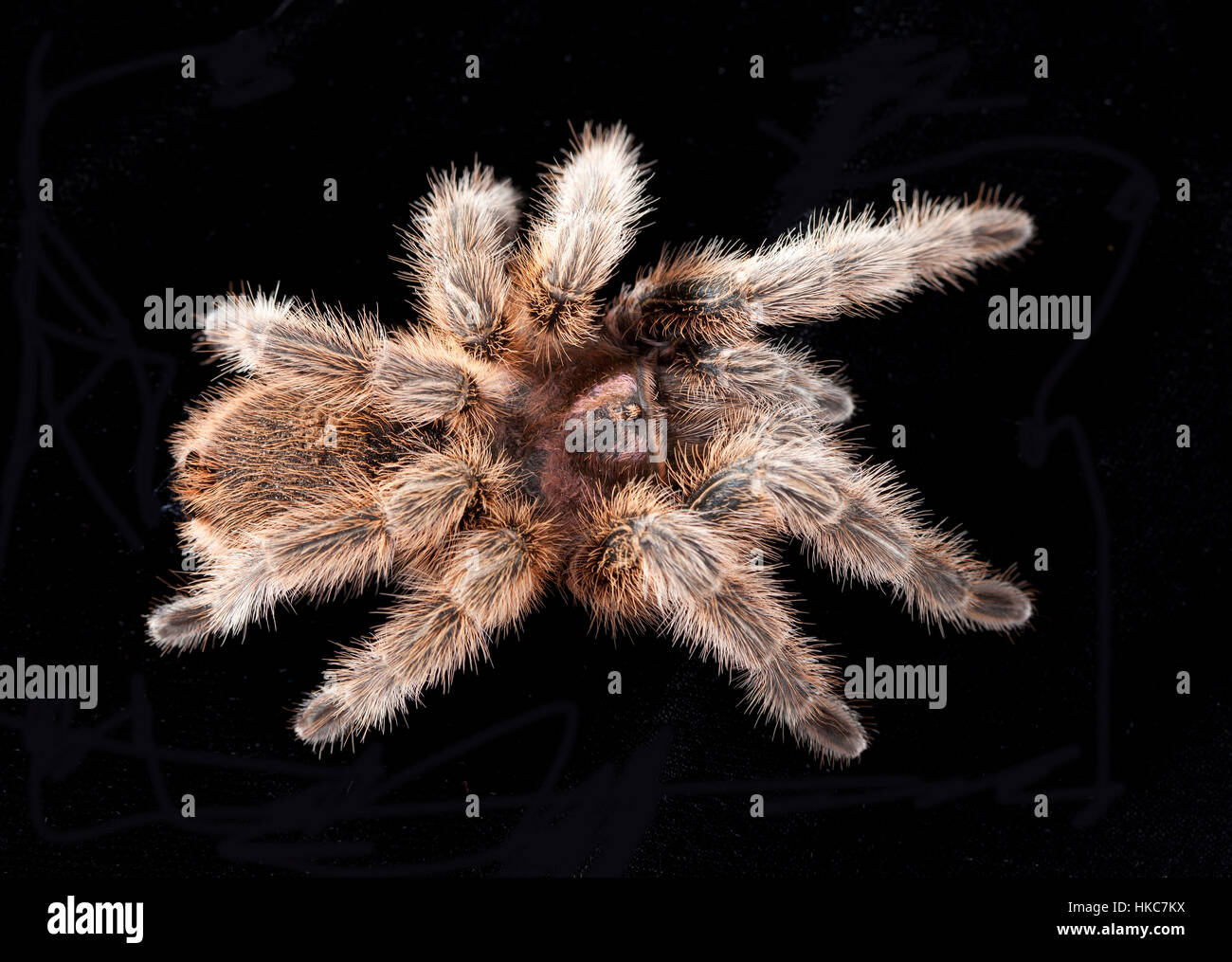 tarantula texture from above Stock Photo - Alamy
