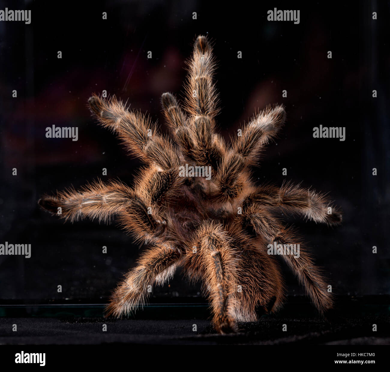 Grey tarantula hi-res stock photography and images - Alamy