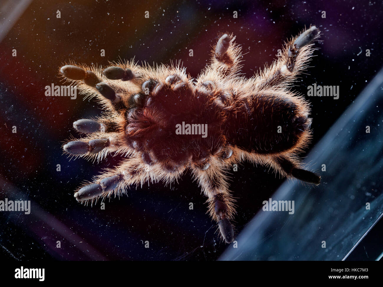 tarantula texture from under Stock Photo - Alamy