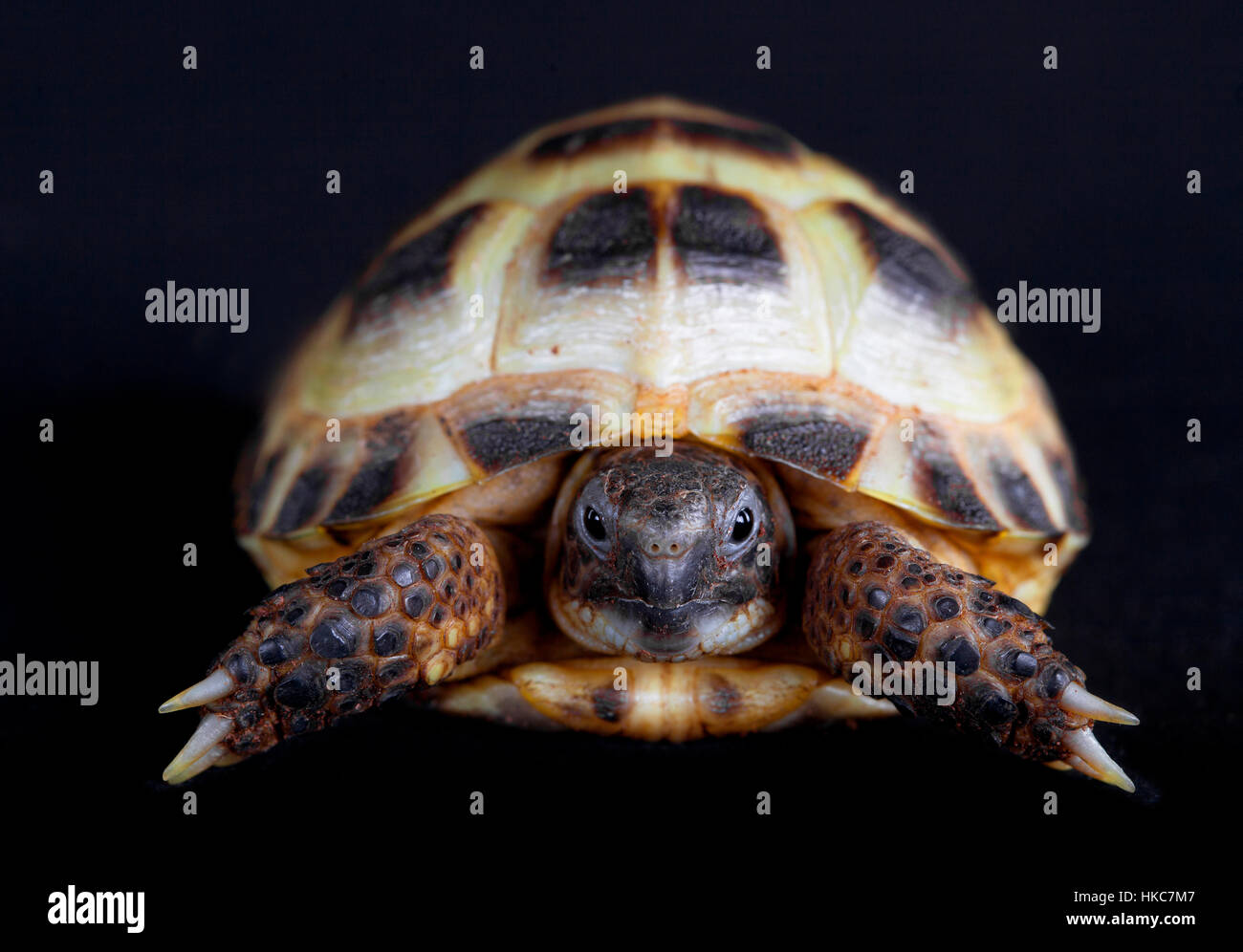 Russian turtle portrait in studio Stock Photo - Alamy