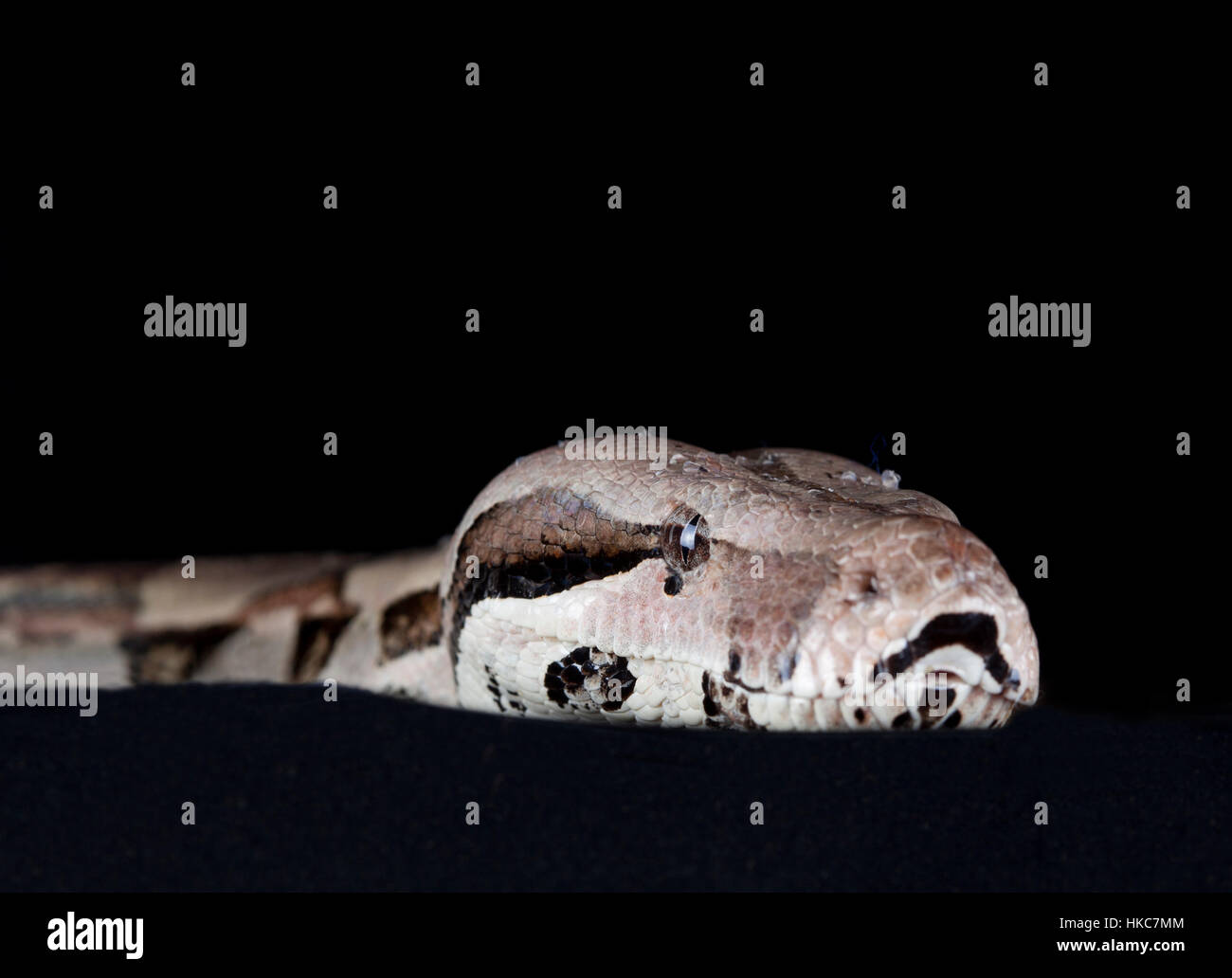 Red tailed boa hi-res stock photography and images - Alamy