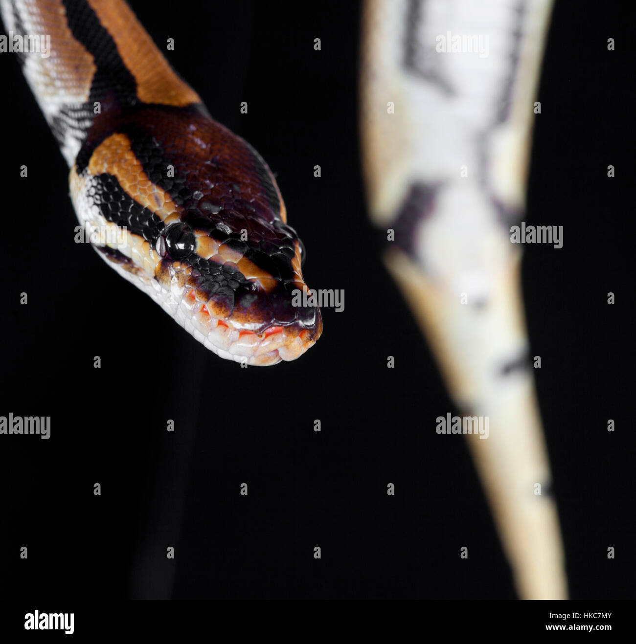 Malayopython reticulatus hi-res stock photography and images - Alamy