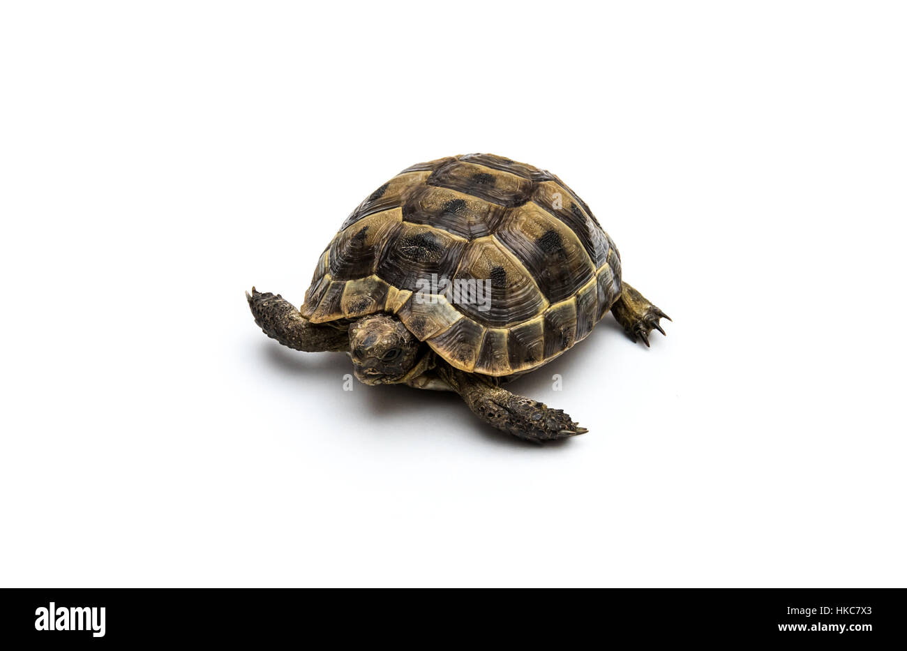 Tortilla the tortoise hi-res stock photography and images - Alamy