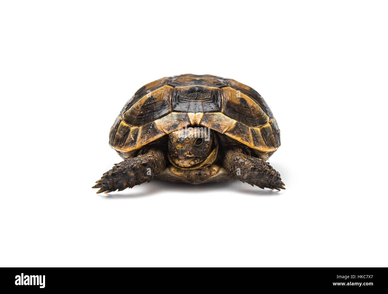 Tortoise shell box hi-res stock photography and images - Alamy