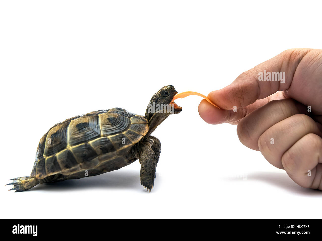 Feeding the turtle Stock Photo - Alamy