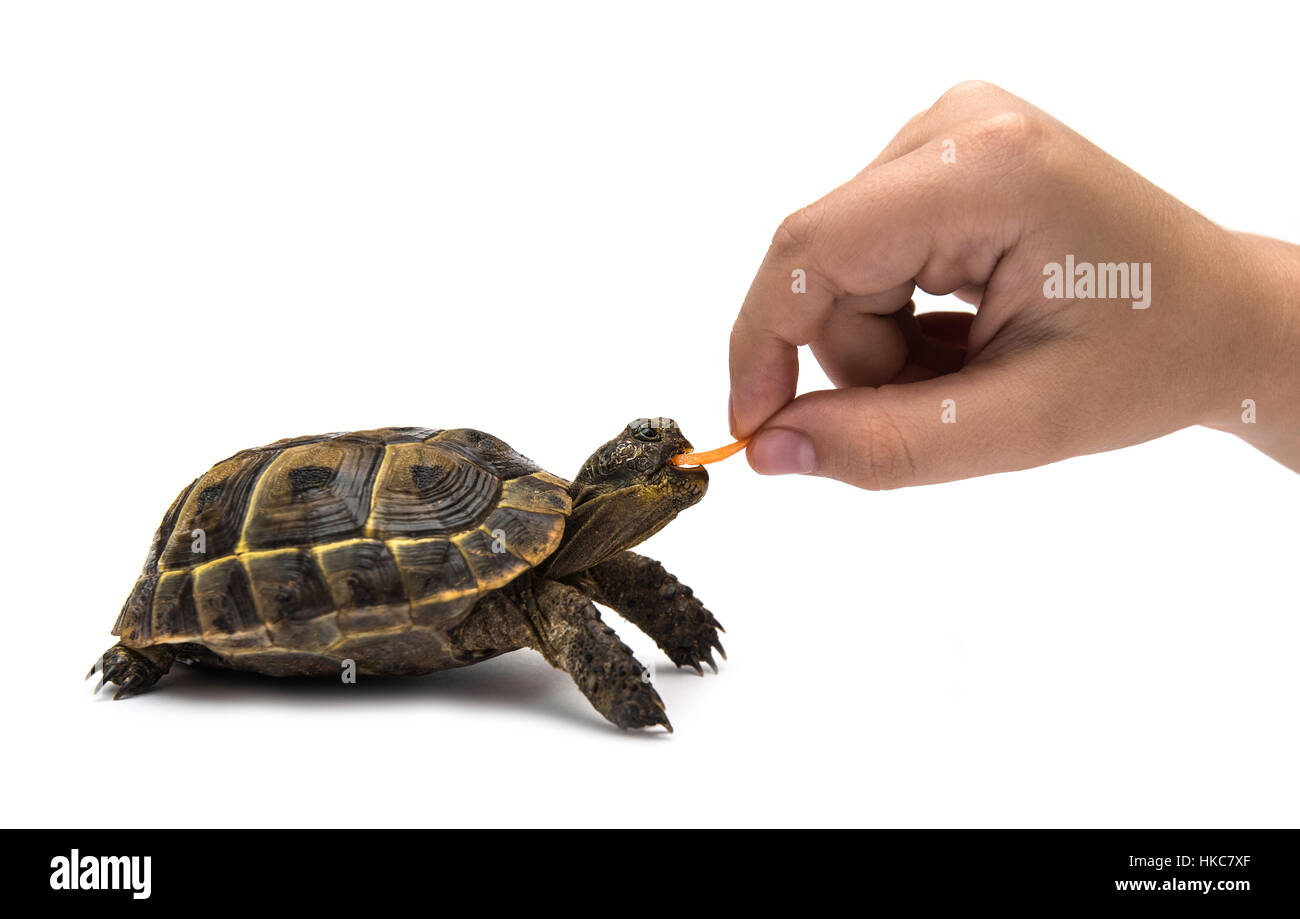 Feeding the turtle Stock Photo - Alamy