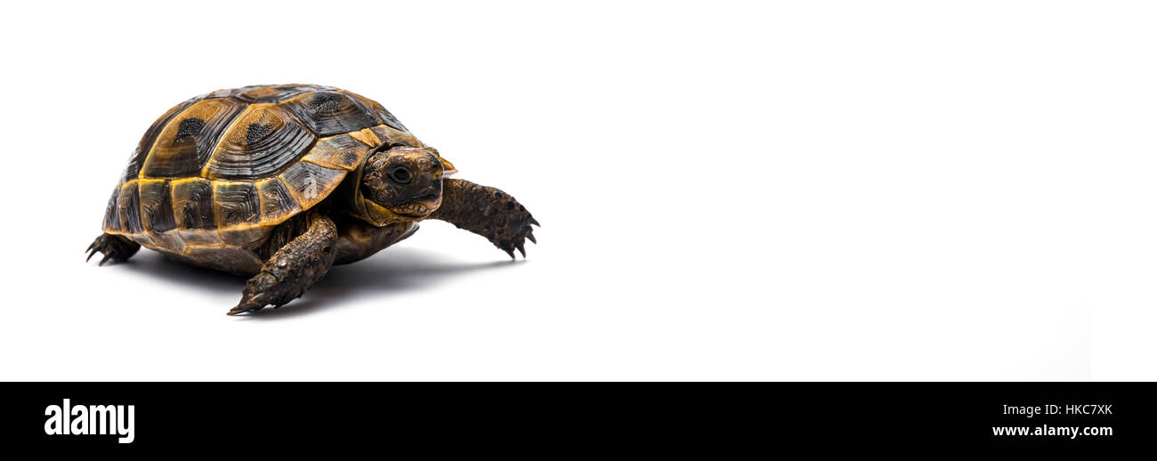 Tortoise shell box hi-res stock photography and images - Alamy