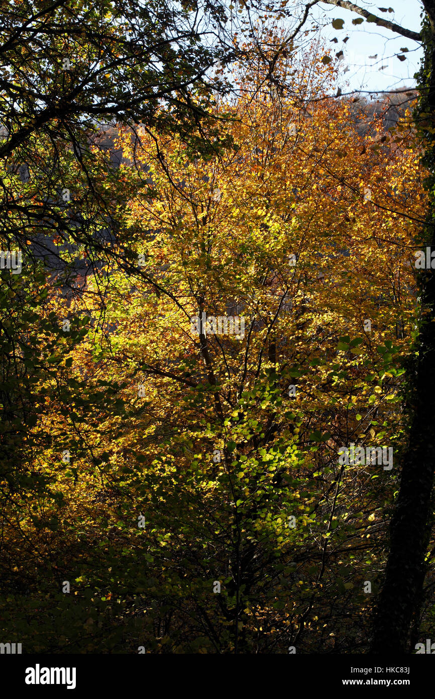 Large beech tree in autumn colours Stock Photo - Alamy