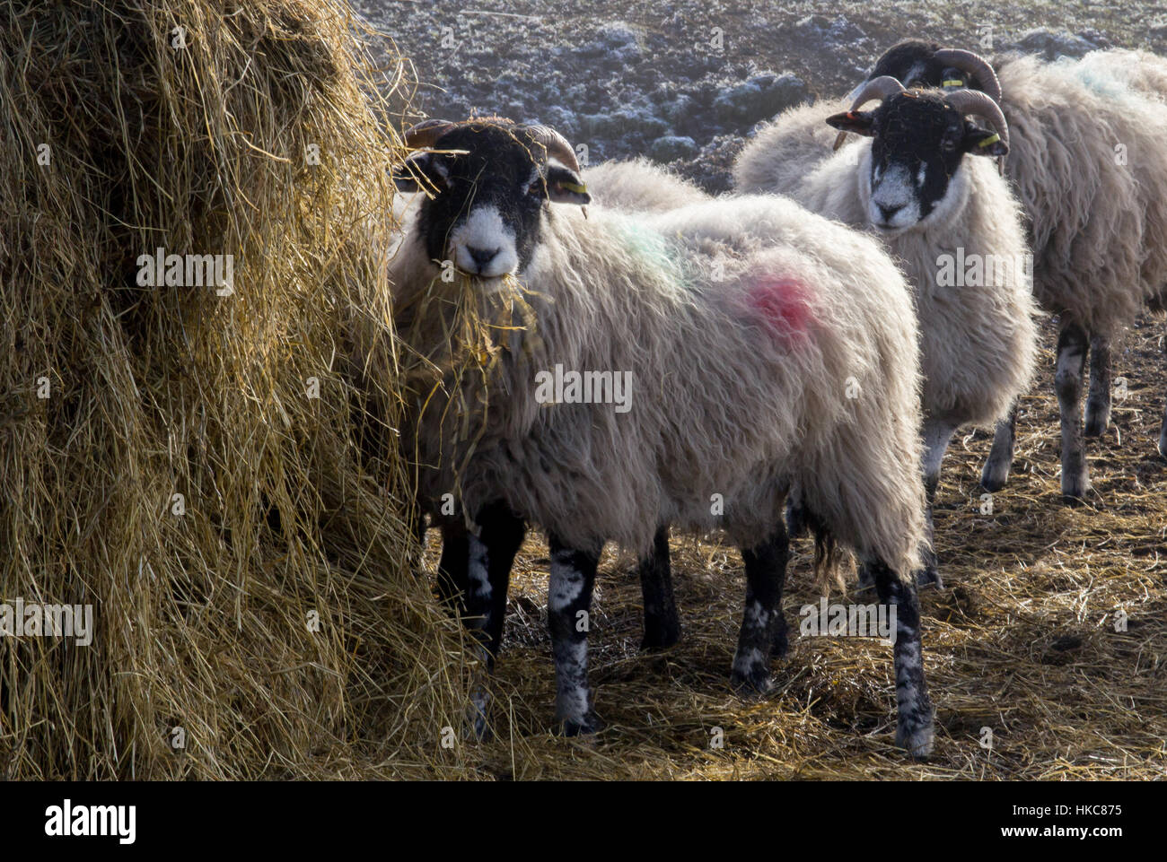 Feeding sheep winter fodder hi-res stock photography and images - Alamy