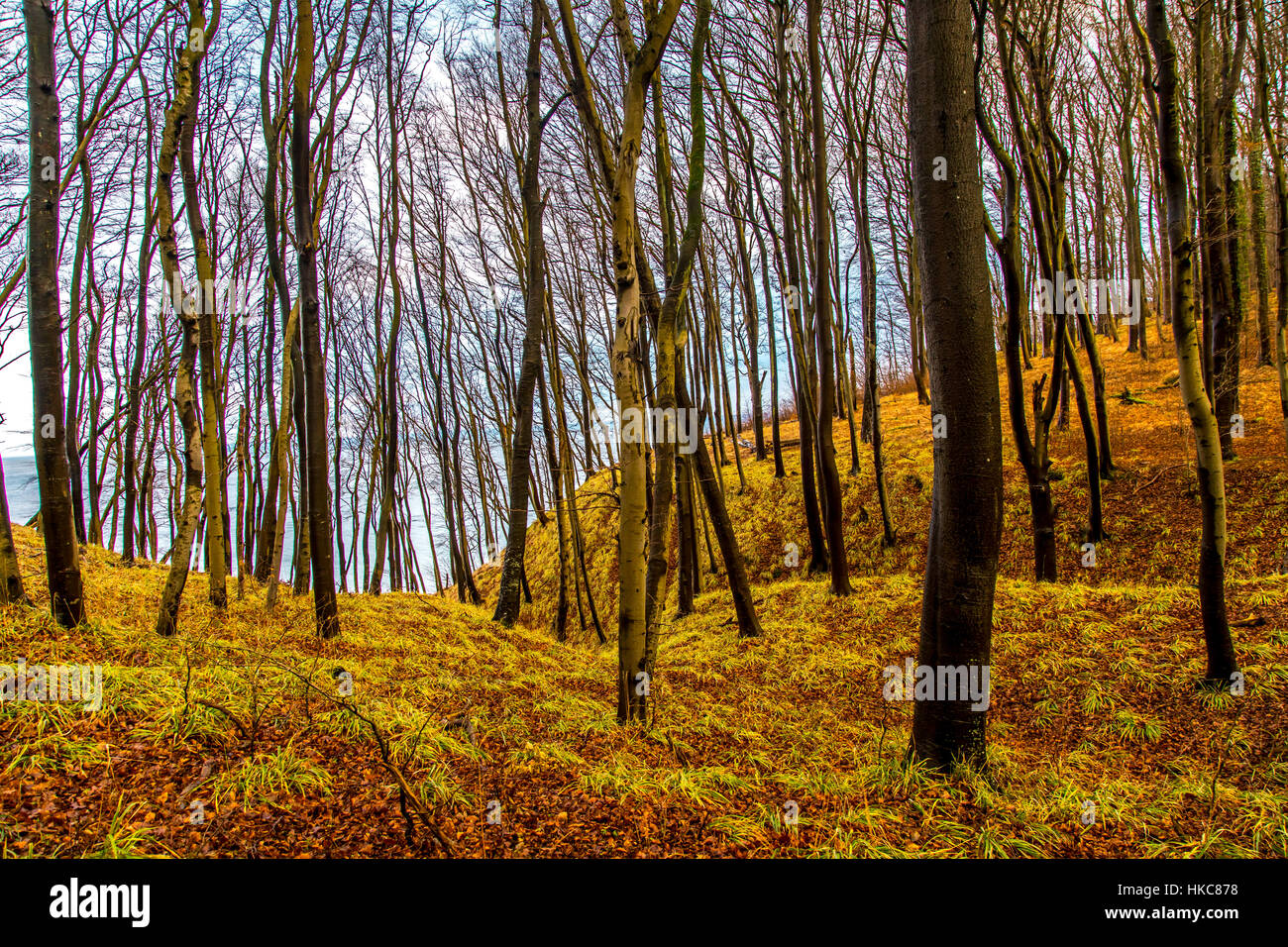 Beech trees, forest along the coast line of the island RŸgen, Baltic ...