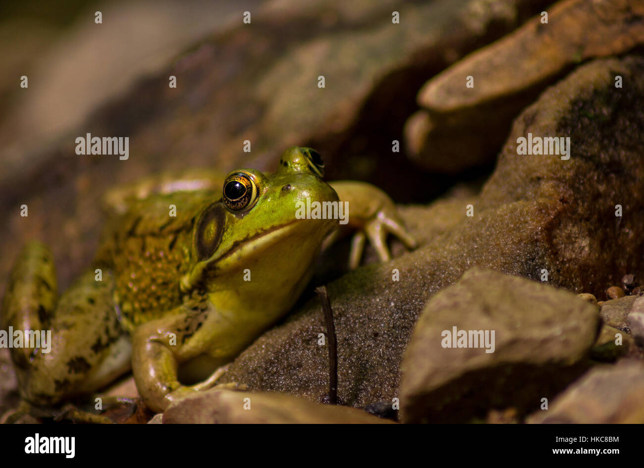 Green common water frog relaxing in the sunlight Stock Photo - Alamy