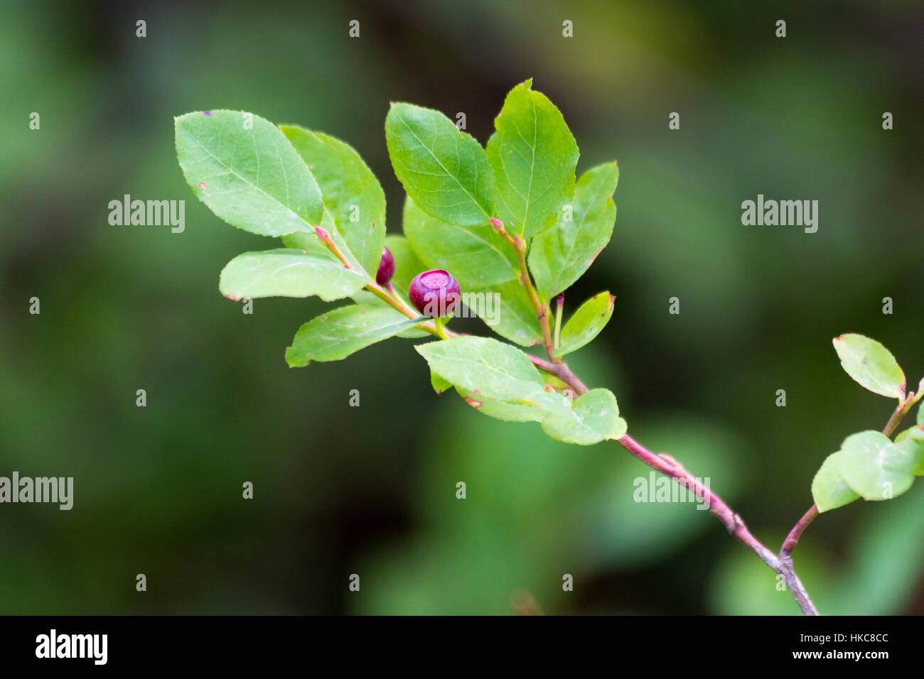 Huckleberry bushes grand teton hi-res stock photography and images - Alamy